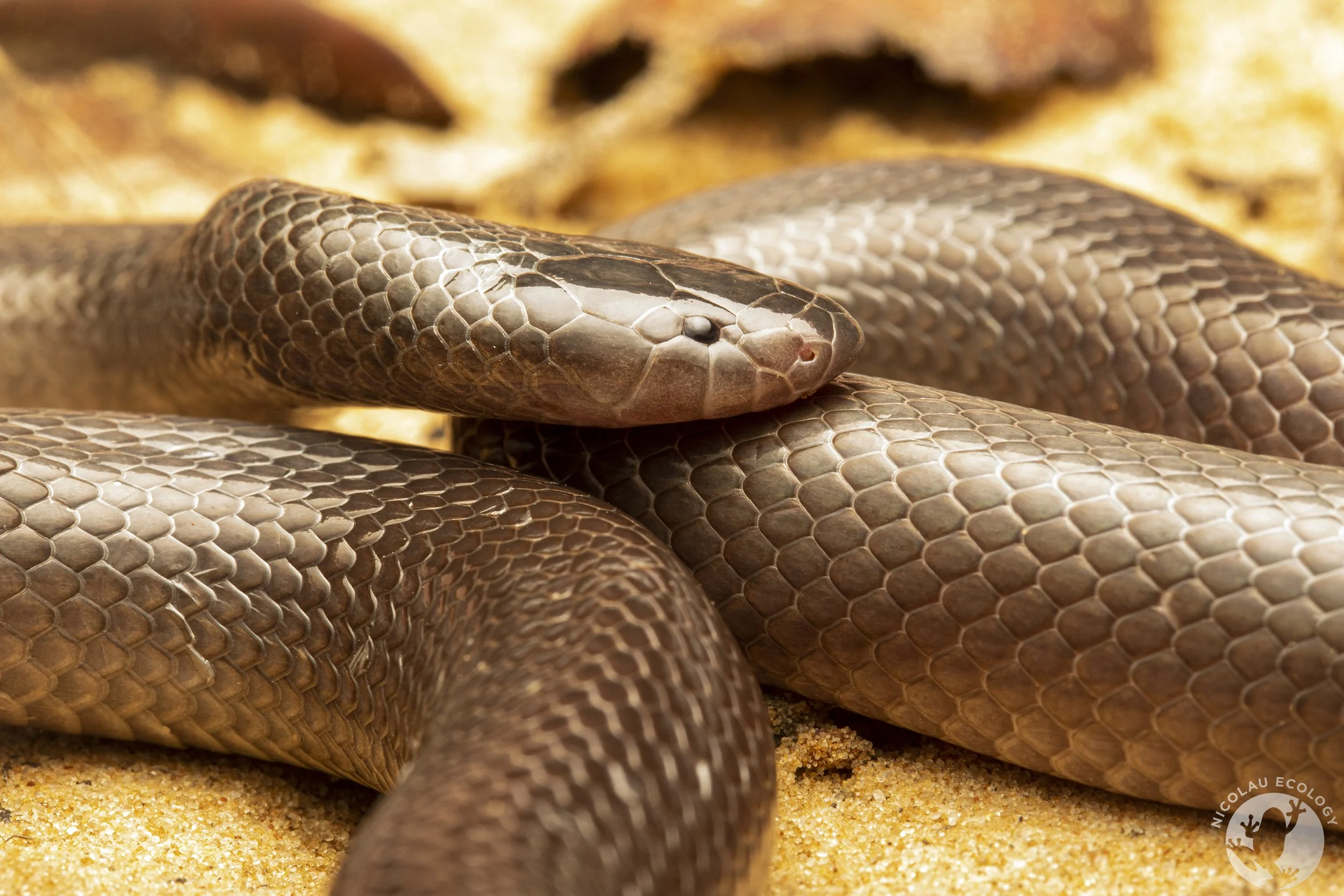 Atractaspis bibronii — NICOLAU ECOLOGY