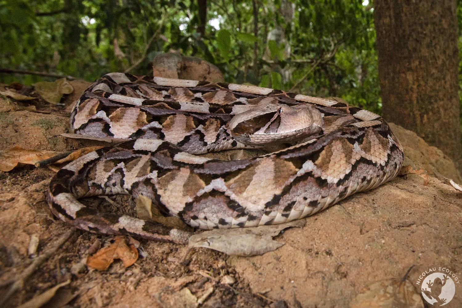 Bitis gabonica — NICOLAU ECOLOGY