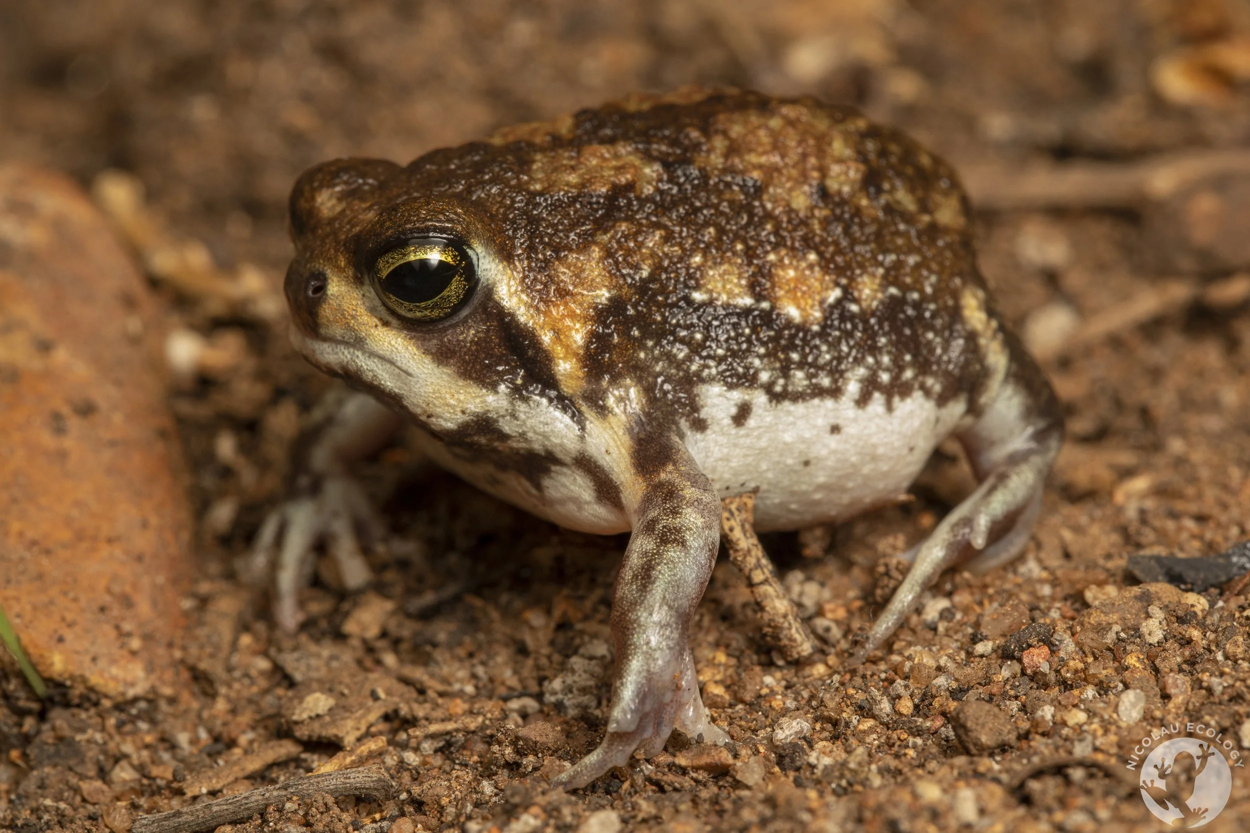 Breviceps passmorei - Passmore's Rain Frog — NICOLAU ECOLOGY