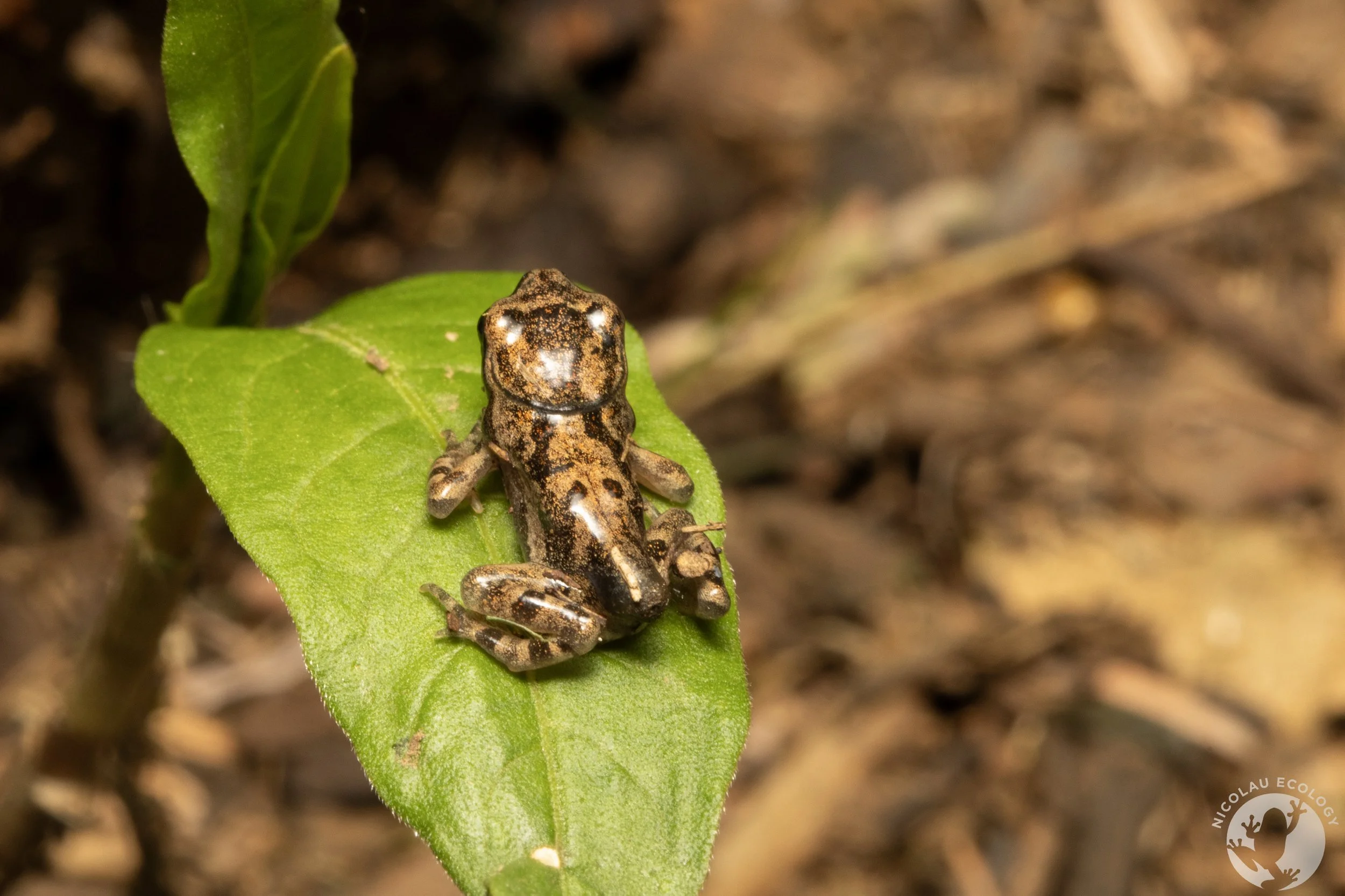 Sclerophrys gutturalis - Guttural Toad — NICOLAU ECOLOGY