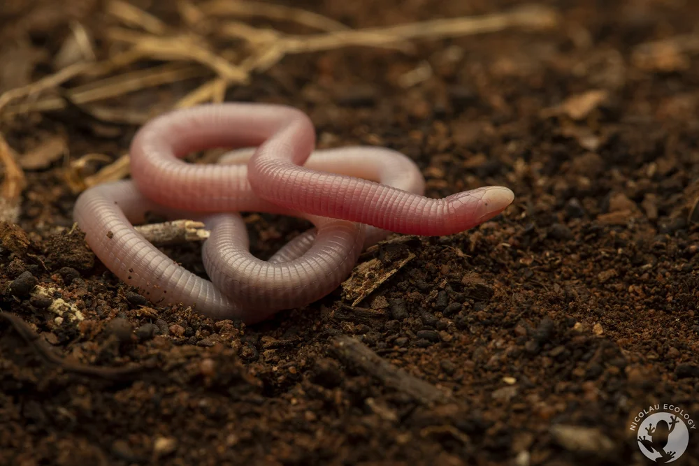 Chirindia langi occidentalis - Soutpansberg Worm Lizard — NICOLAU ECOLOGY
