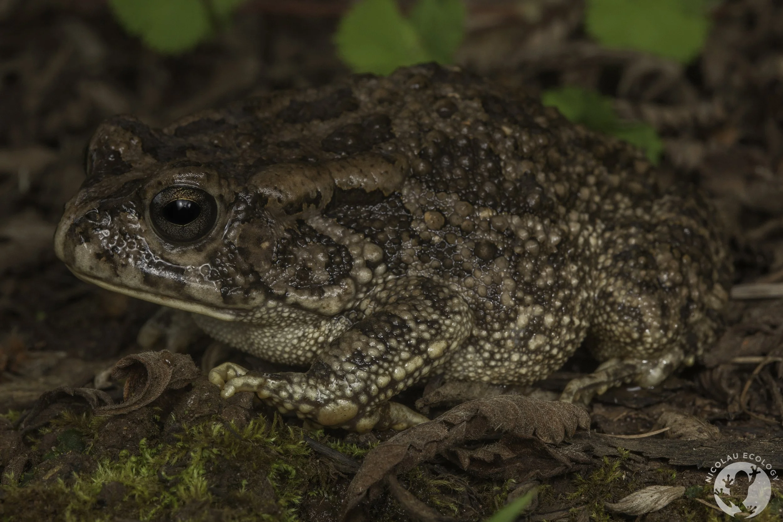 Sclerophrys gutturalis - Guttural Toad — NICOLAU ECOLOGY