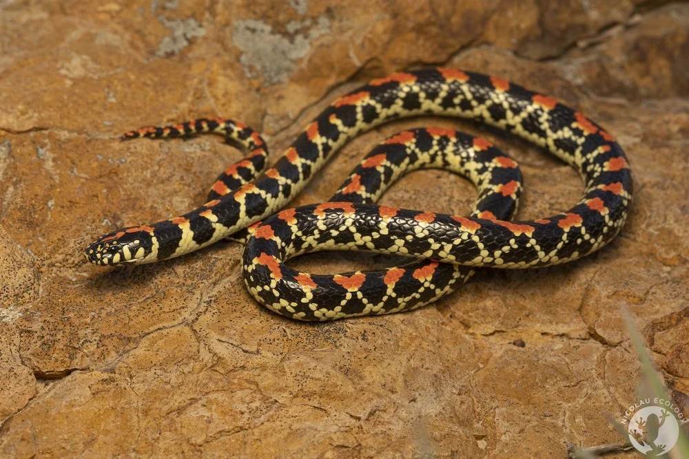 Snake Gallery: The world of African Snakes — NICOLAU ECOLOGY