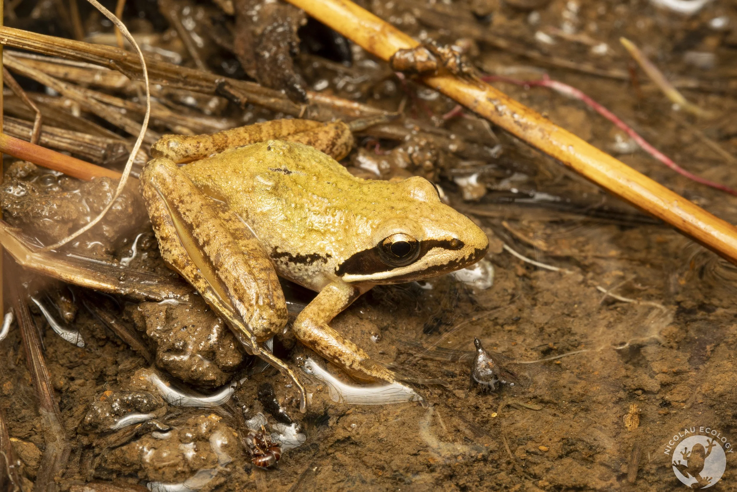 Strongylopus wageri - Wager's Stream Frog — NICOLAU ECOLOGY