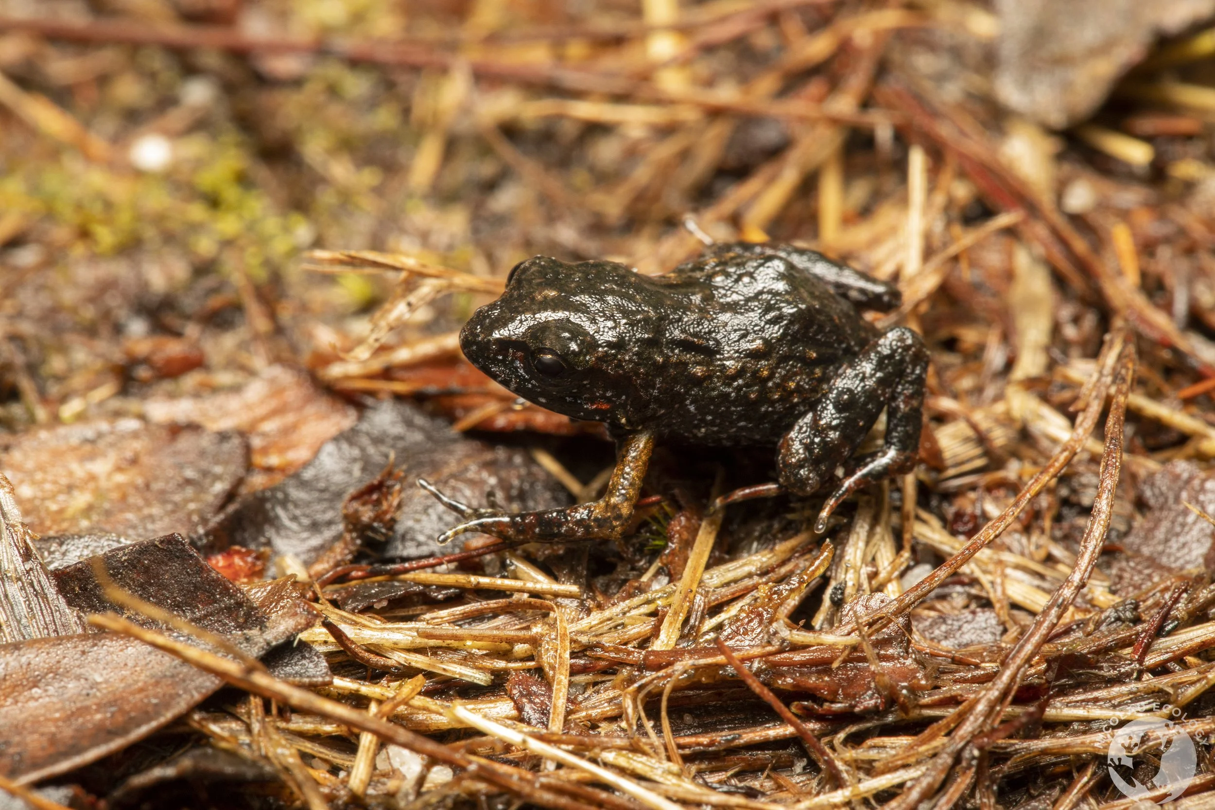 Arthroleptella drewesii — NICOLAU ECOLOGY
