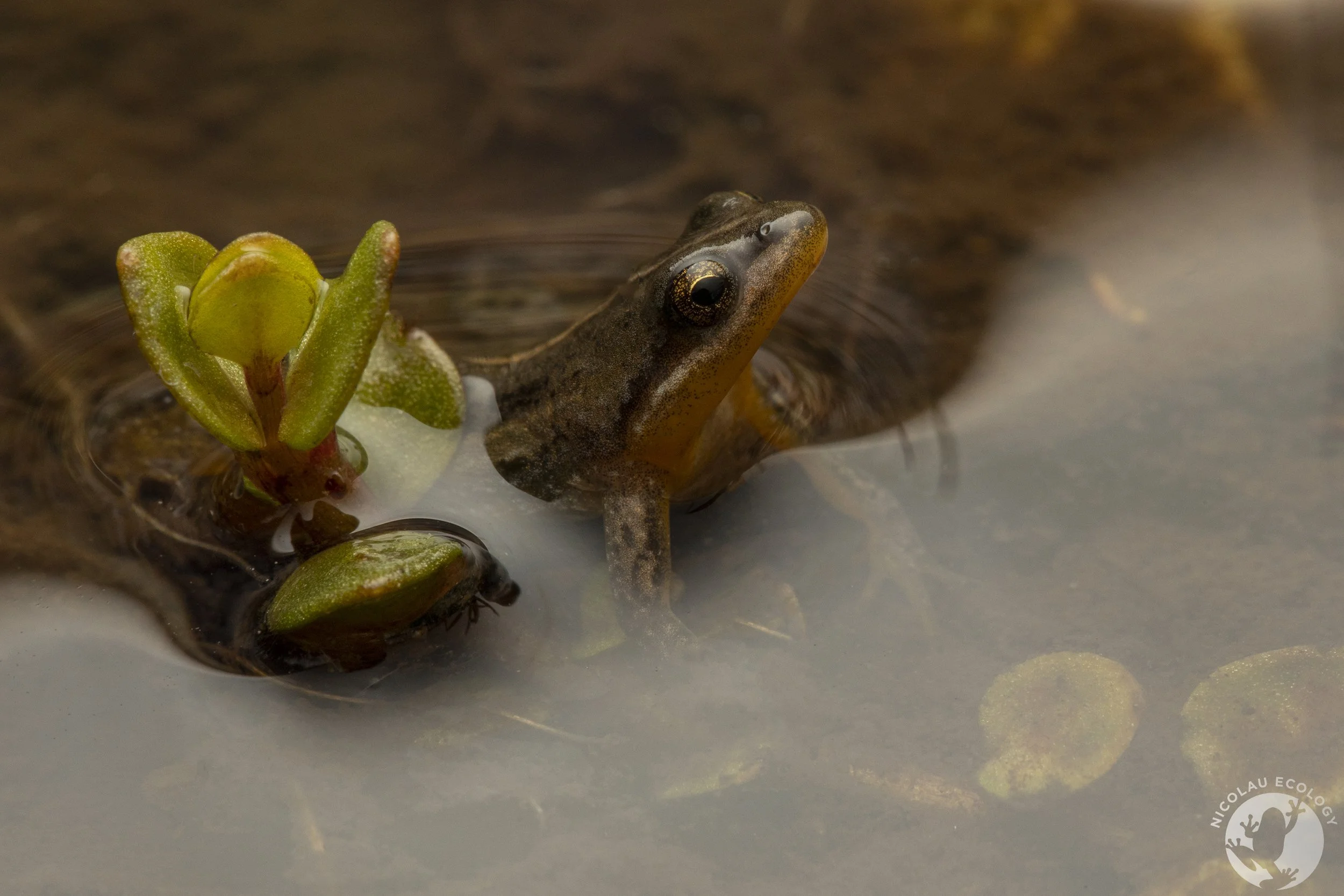 Cacosternum thorini - Thorin’s Dainty Frog — NICOLAU ECOLOGY