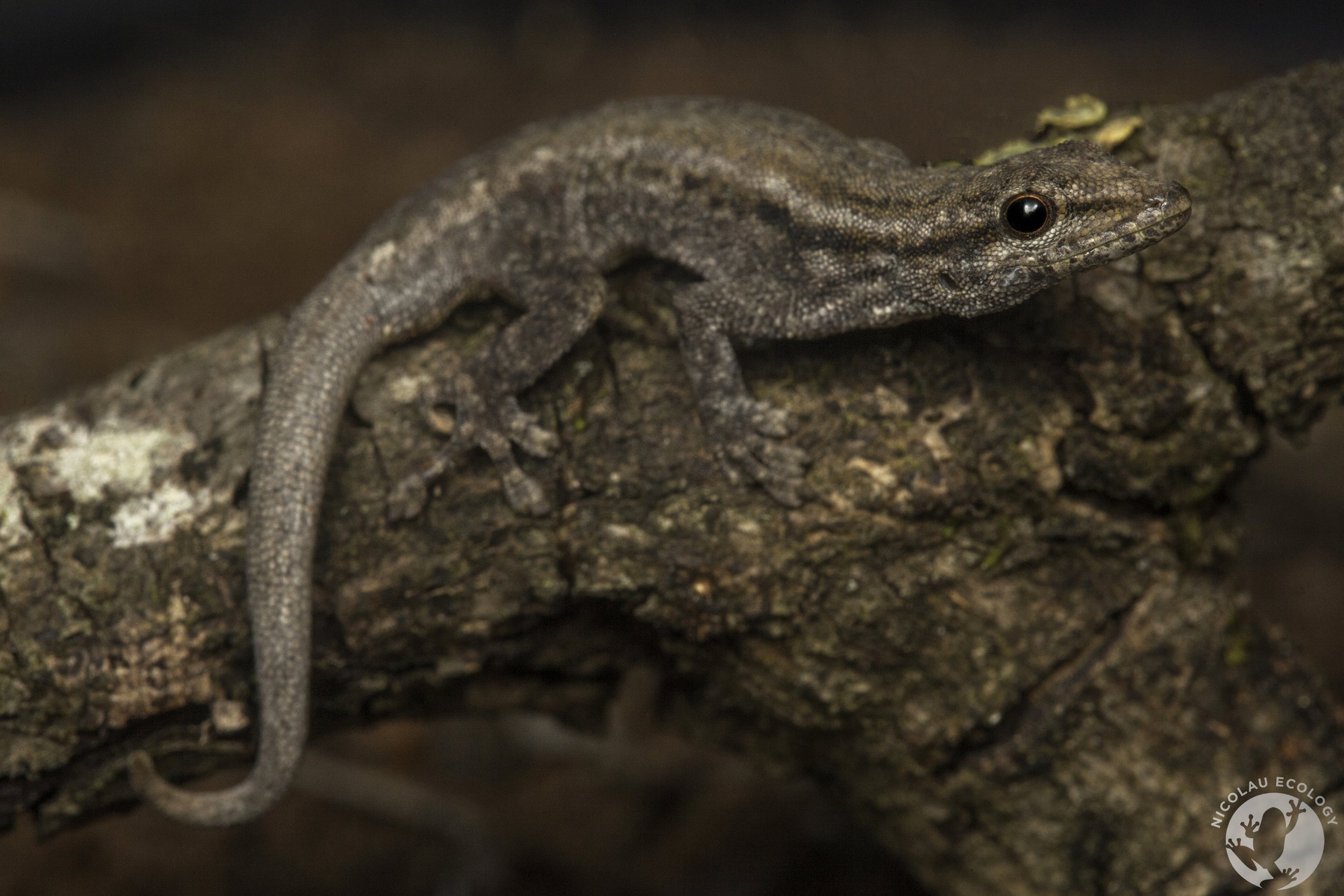 Pachydactylus geitje - Ocellated gecko — NICOLAU ECOLOGY