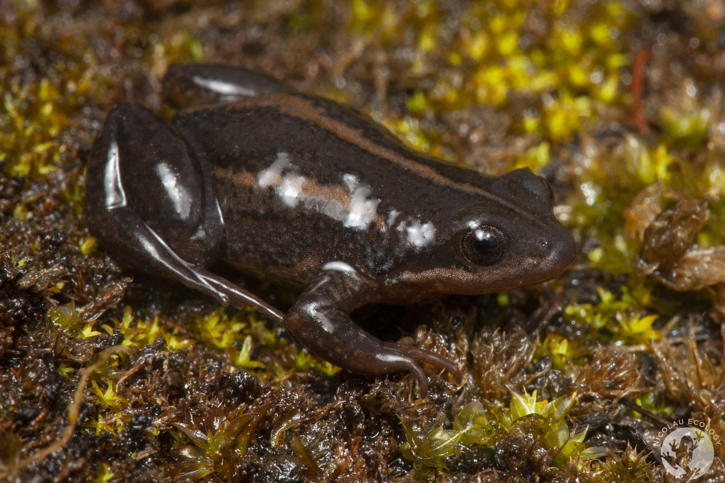 Cacosternum australis - Southern Dainty Frog — NICOLAU ECOLOGY
