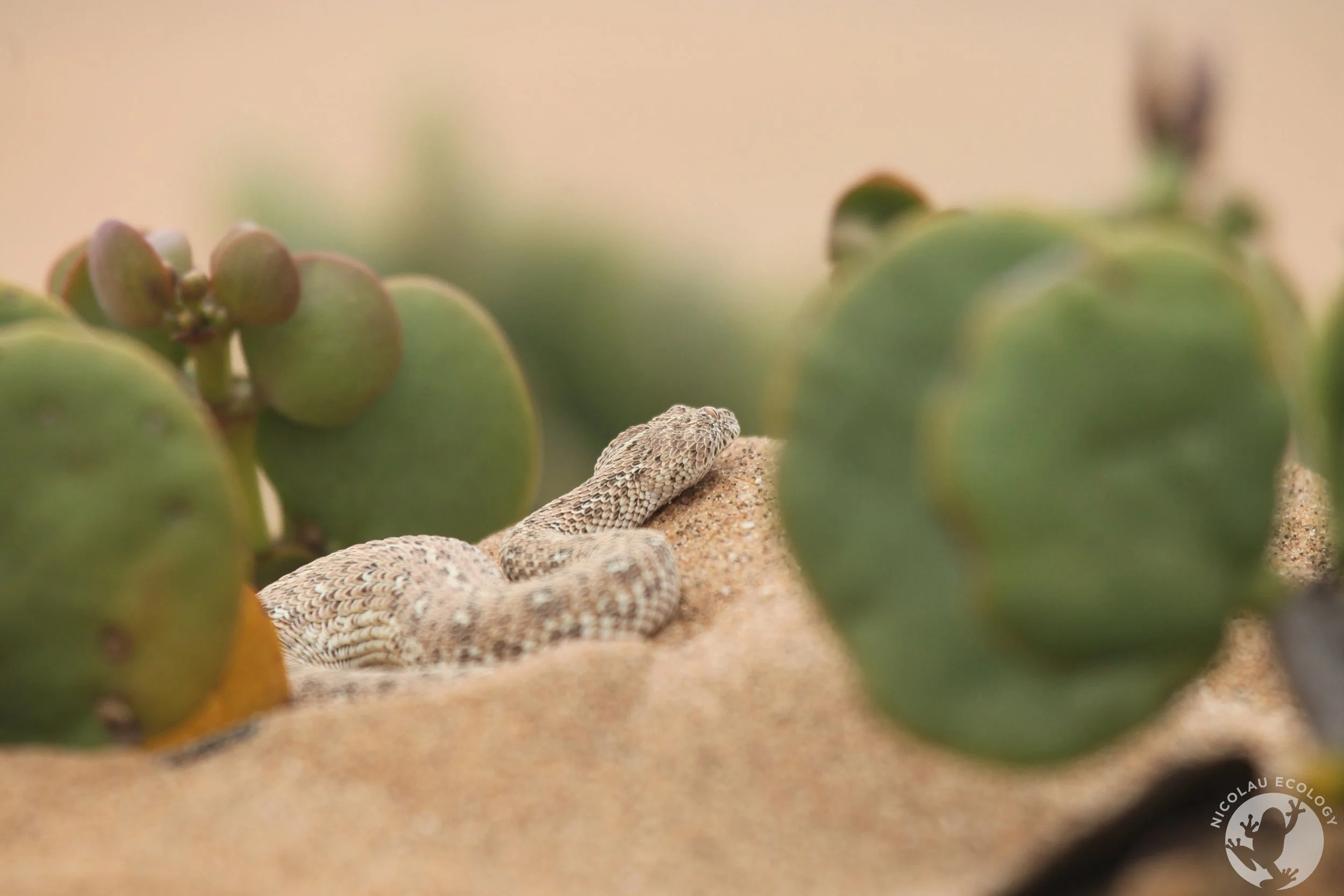 Bitis peringueyi — NICOLAU ECOLOGY