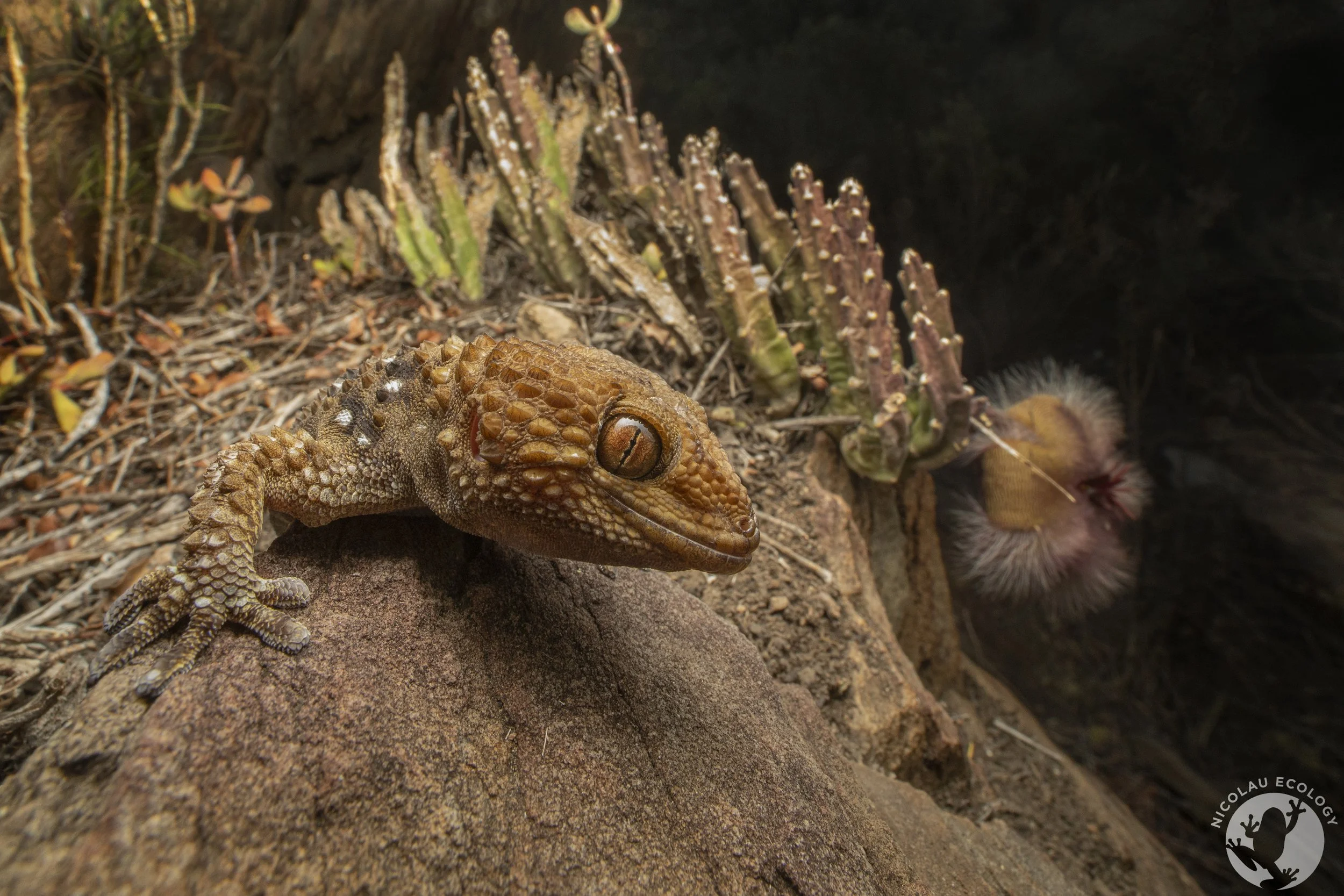 Chondrodactylus bibronii - Bibron’s Gecko — NICOLAU ECOLOGY