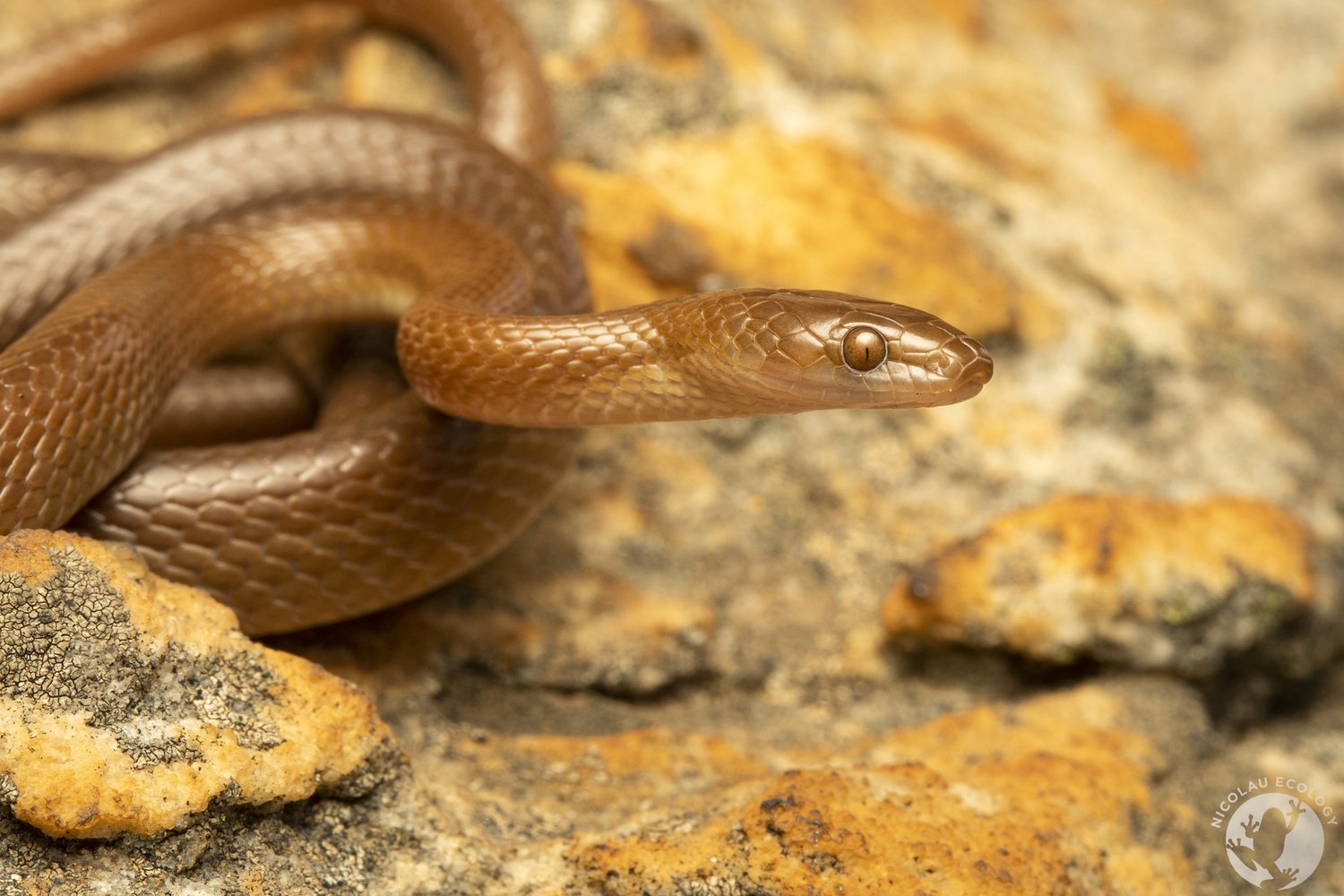 Inyoka swazicus - Swazi Rock Snake — NICOLAU ECOLOGY