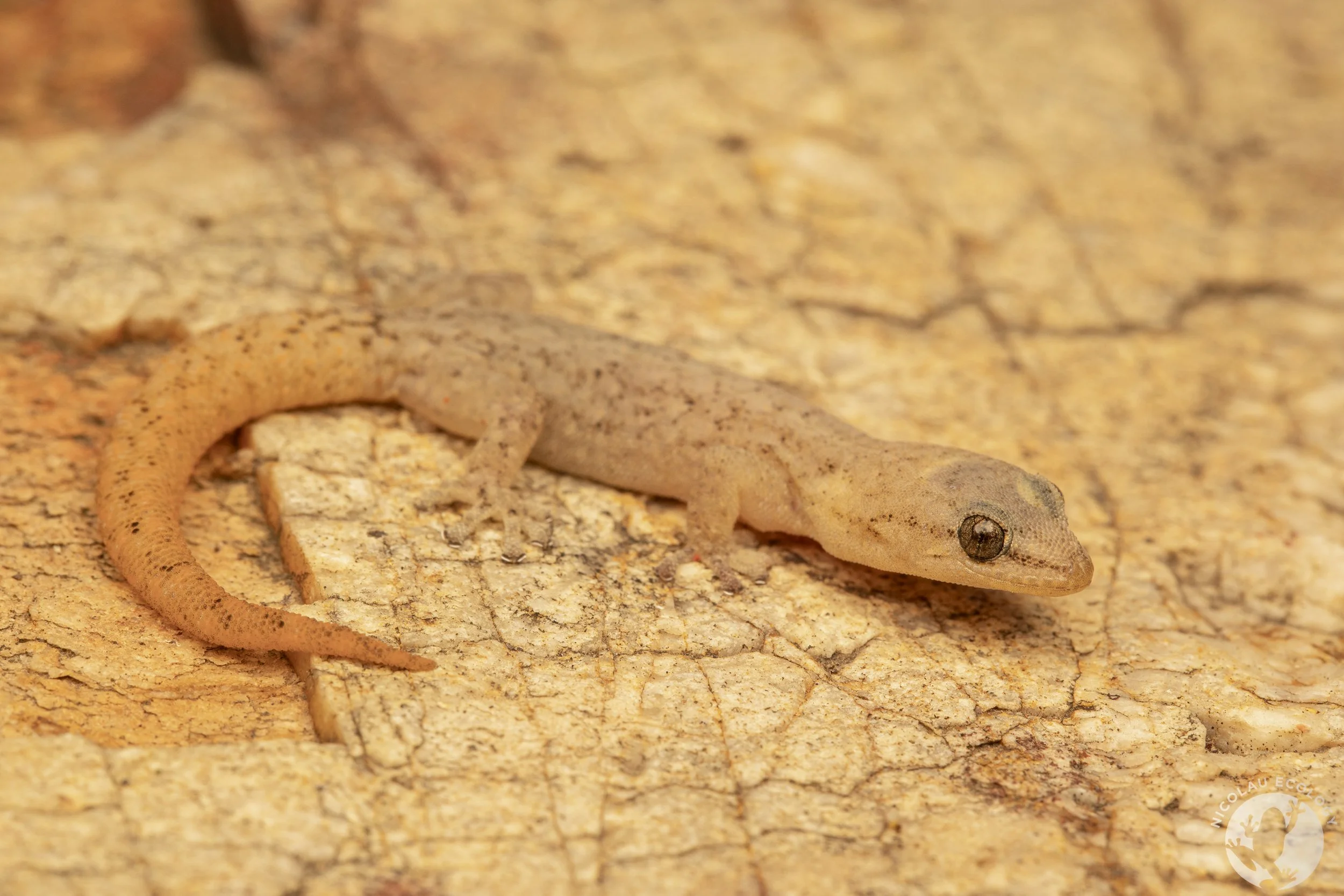 Hemidactylus mabouia - Tropical House Gecko — NICOLAU ECOLOGY