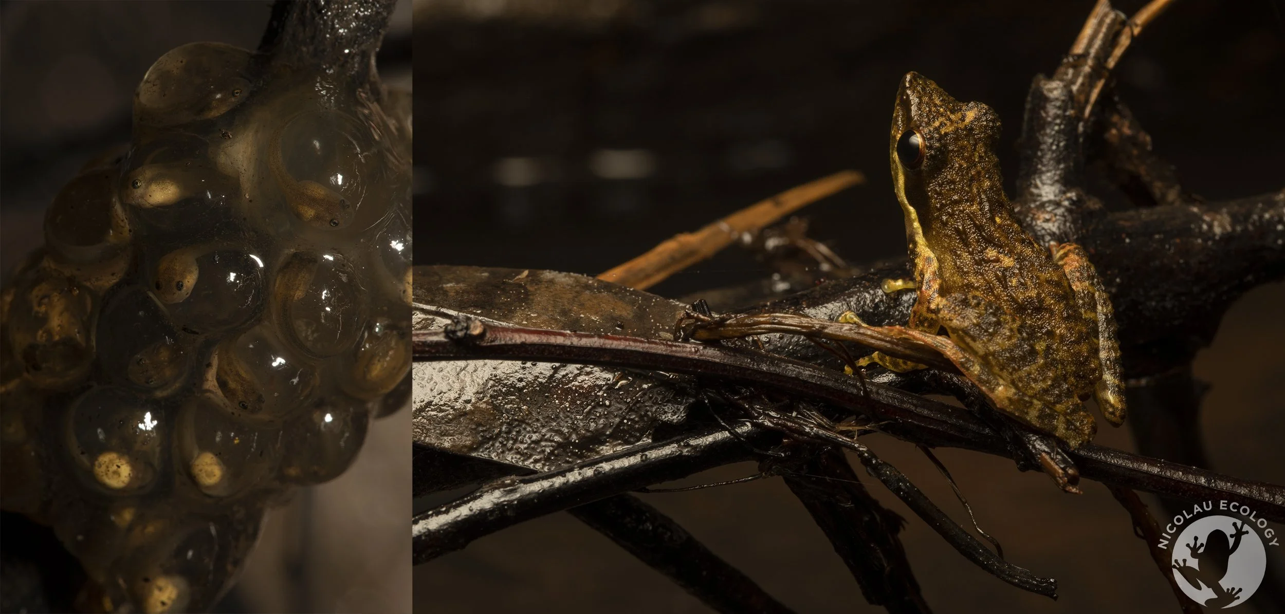 Amphibian research: Part 2 - KwaZulu-Natal — NICOLAU ECOLOGY