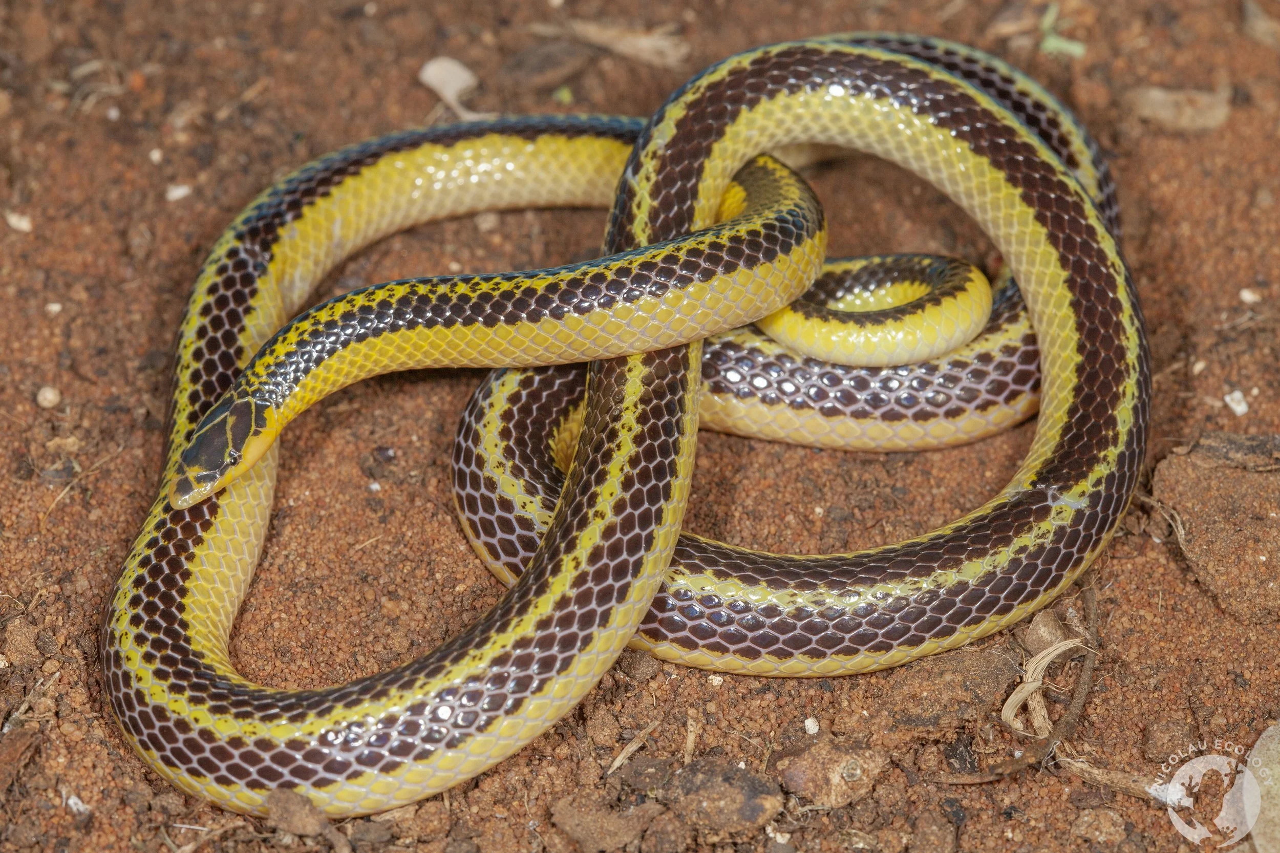 Psammophis leightoni — NICOLAU ECOLOGY