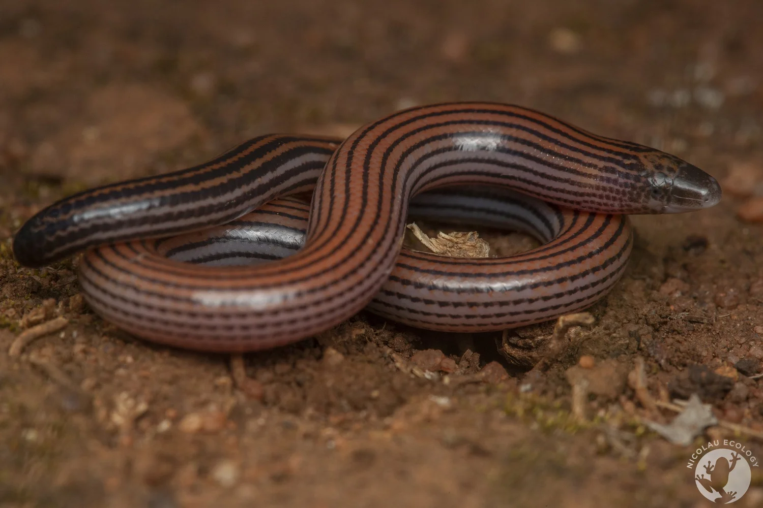 Phylogenetics and Diversification of Acontinae — NICOLAU ECOLOGY