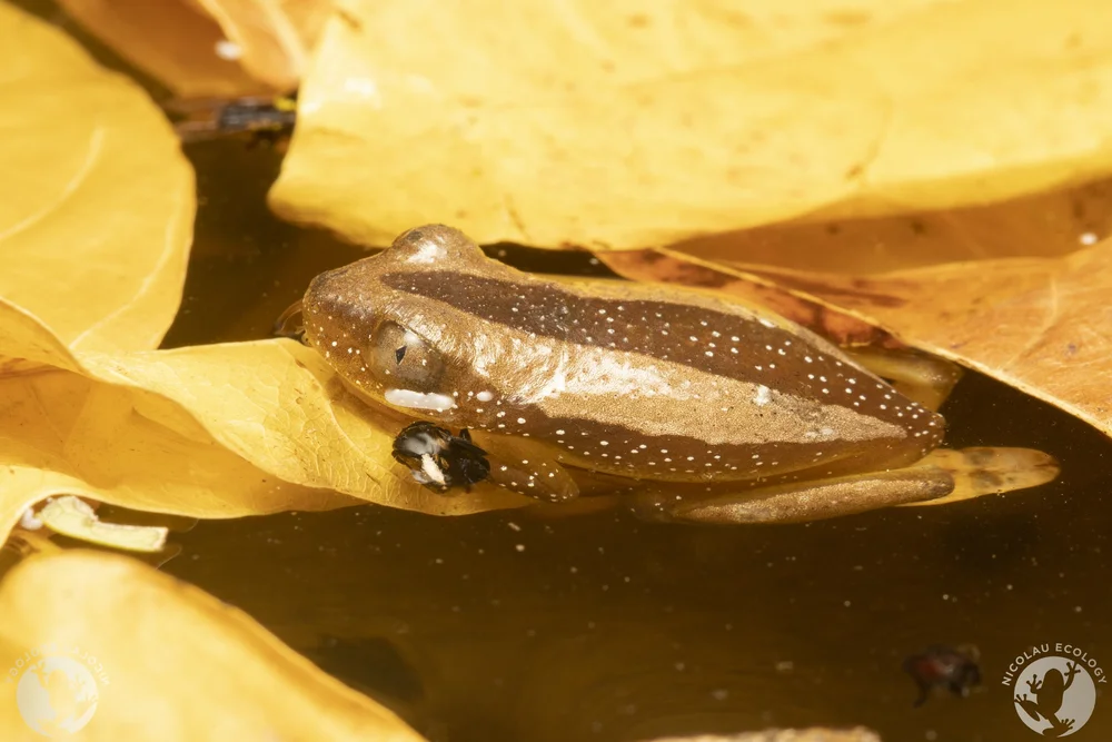 Afrixalus fornasinii - Greater Leaf-folding Frog — NICOLAU ECOLOGY