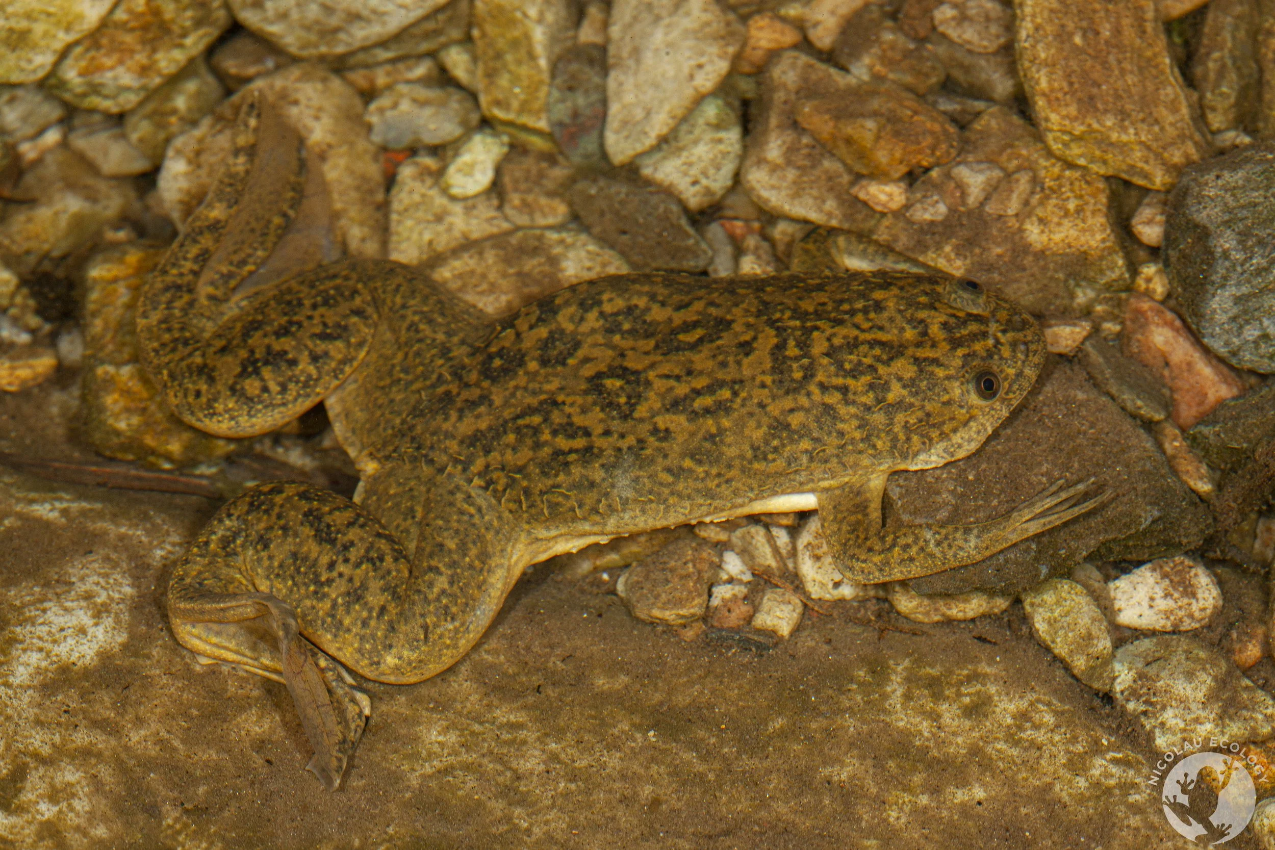 Xenopus laevis — NICOLAU ECOLOGY