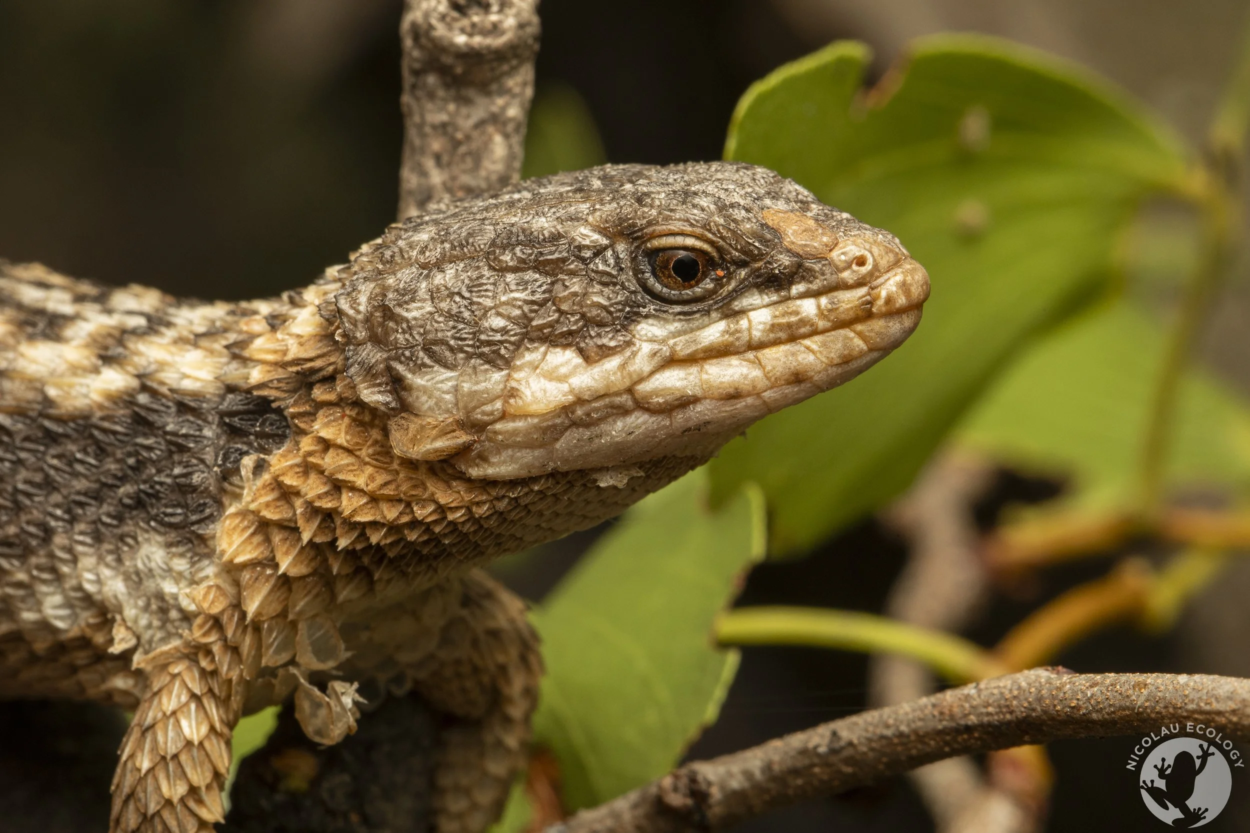 Cordylus jonesii - Limpopo Girdled Lizard — NICOLAU ECOLOGY
