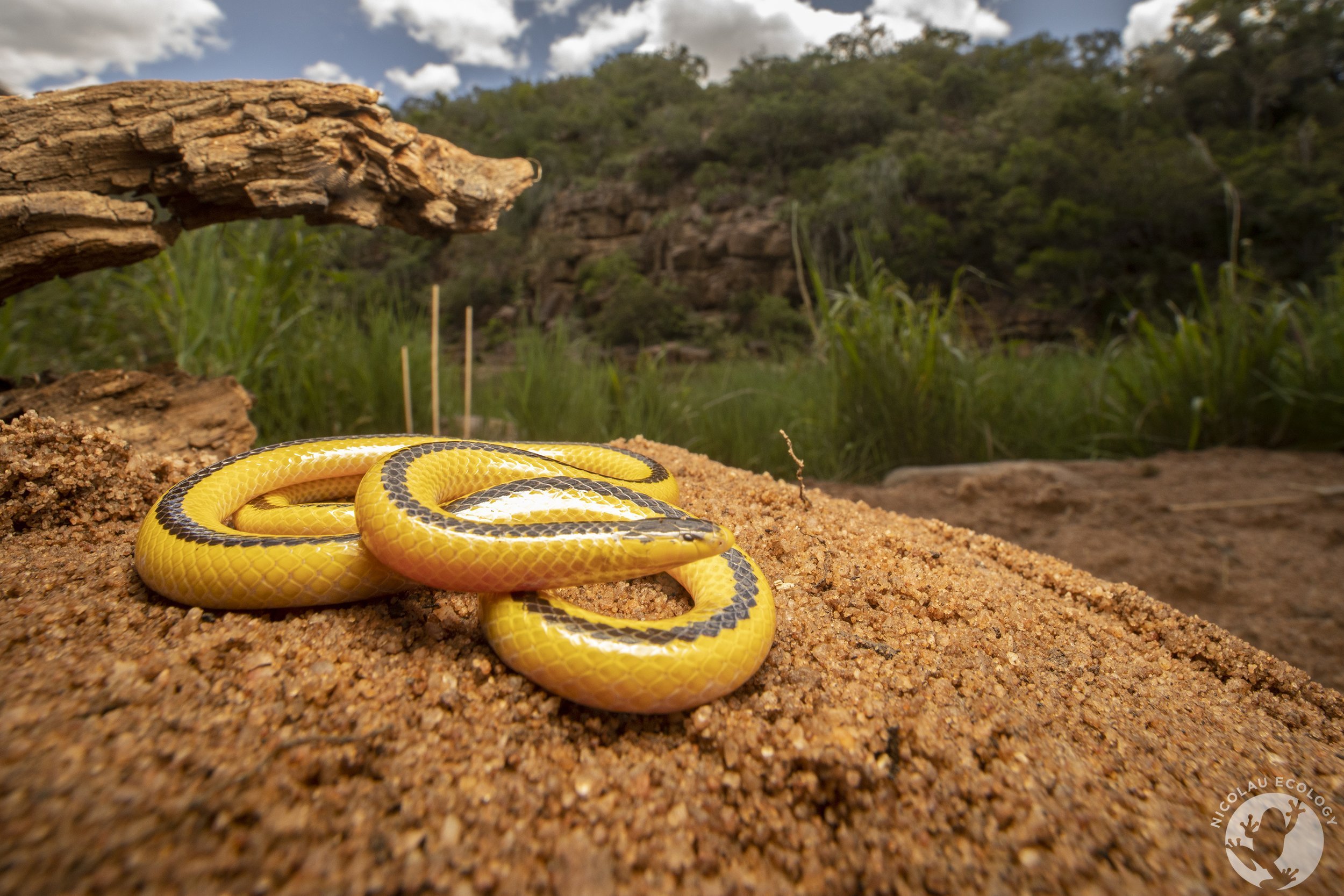 Snake Gallery: The world of African Snakes — NICOLAU ECOLOGY