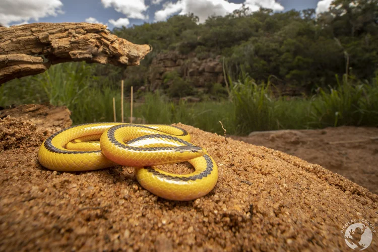 Snake Gallery: The world of African Snakes — NICOLAU ECOLOGY
