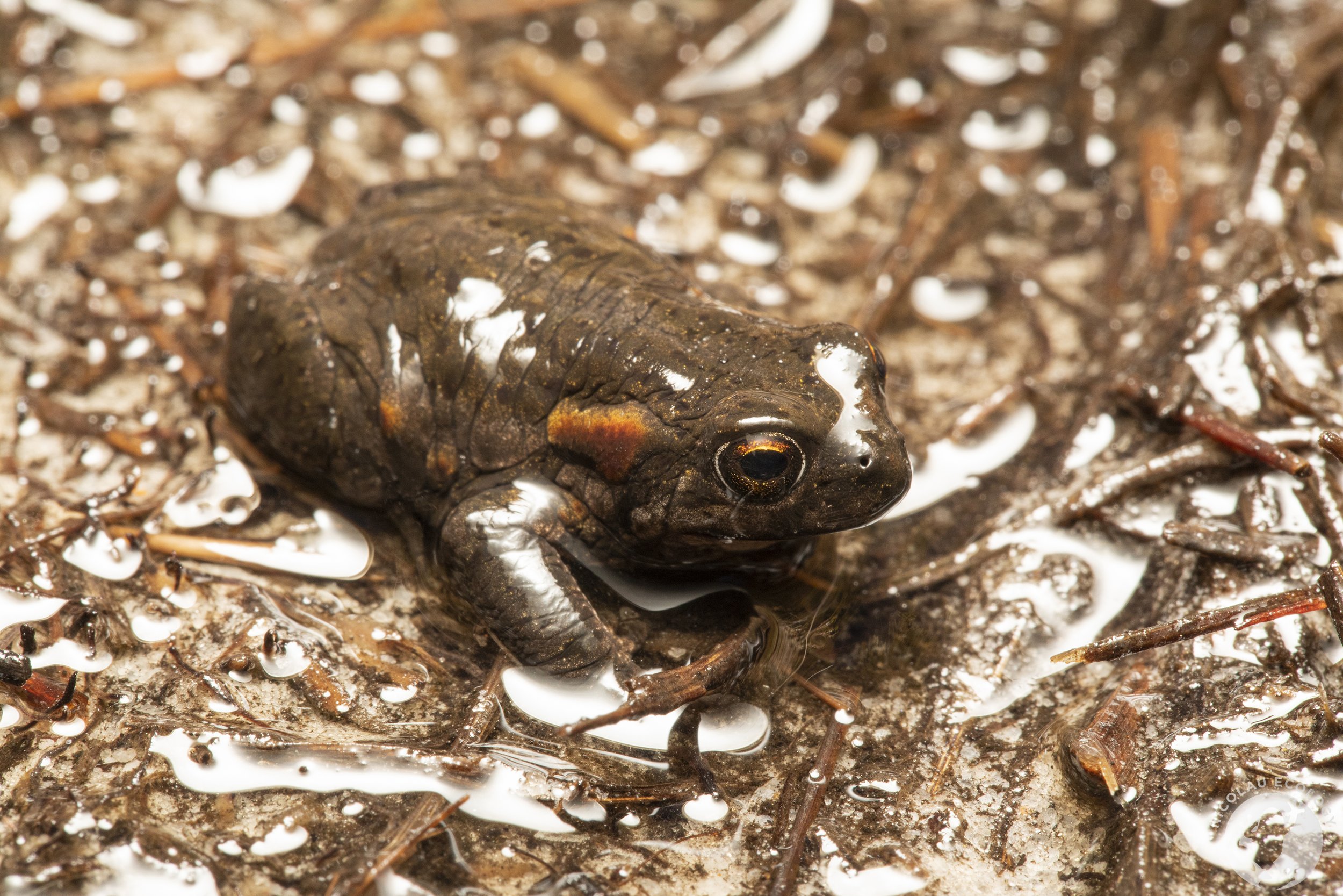 Tomopterna adiastola - Confused Sand Frog — NICOLAU ECOLOGY