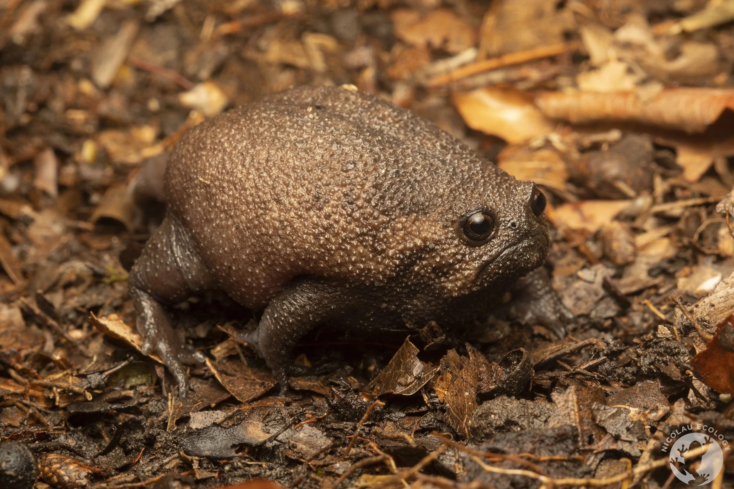 Breviceps fuscus - Plain Rain Frog — NICOLAU ECOLOGY
