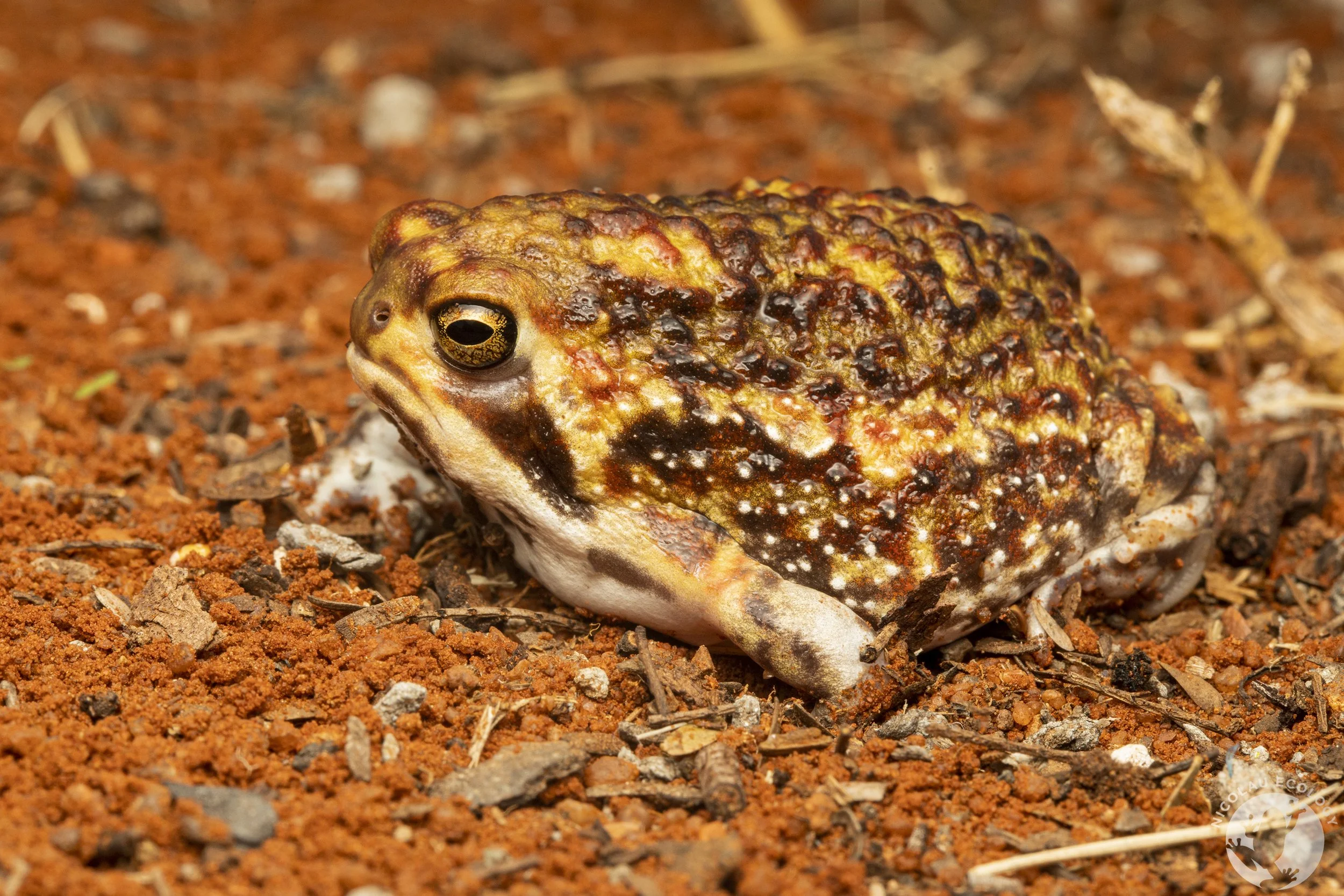 Breviceps adspersus - Bushveld Rain Frog — NICOLAU ECOLOGY