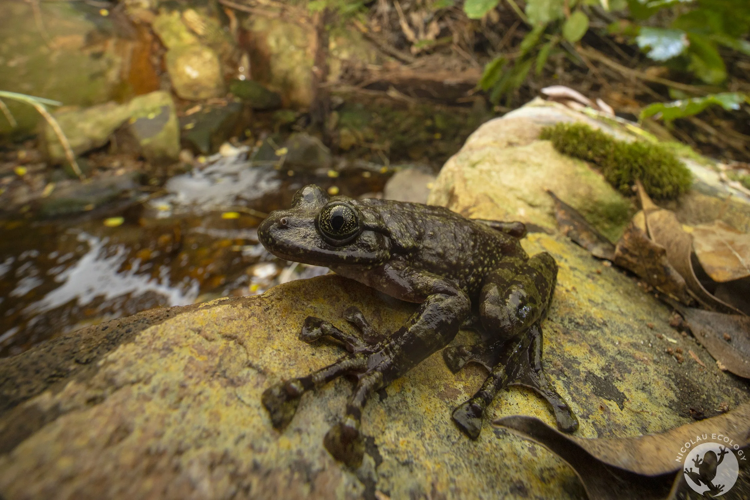 Heleophryne rosei - Table Mountain Ghost Frog — NICOLAU ECOLOGY