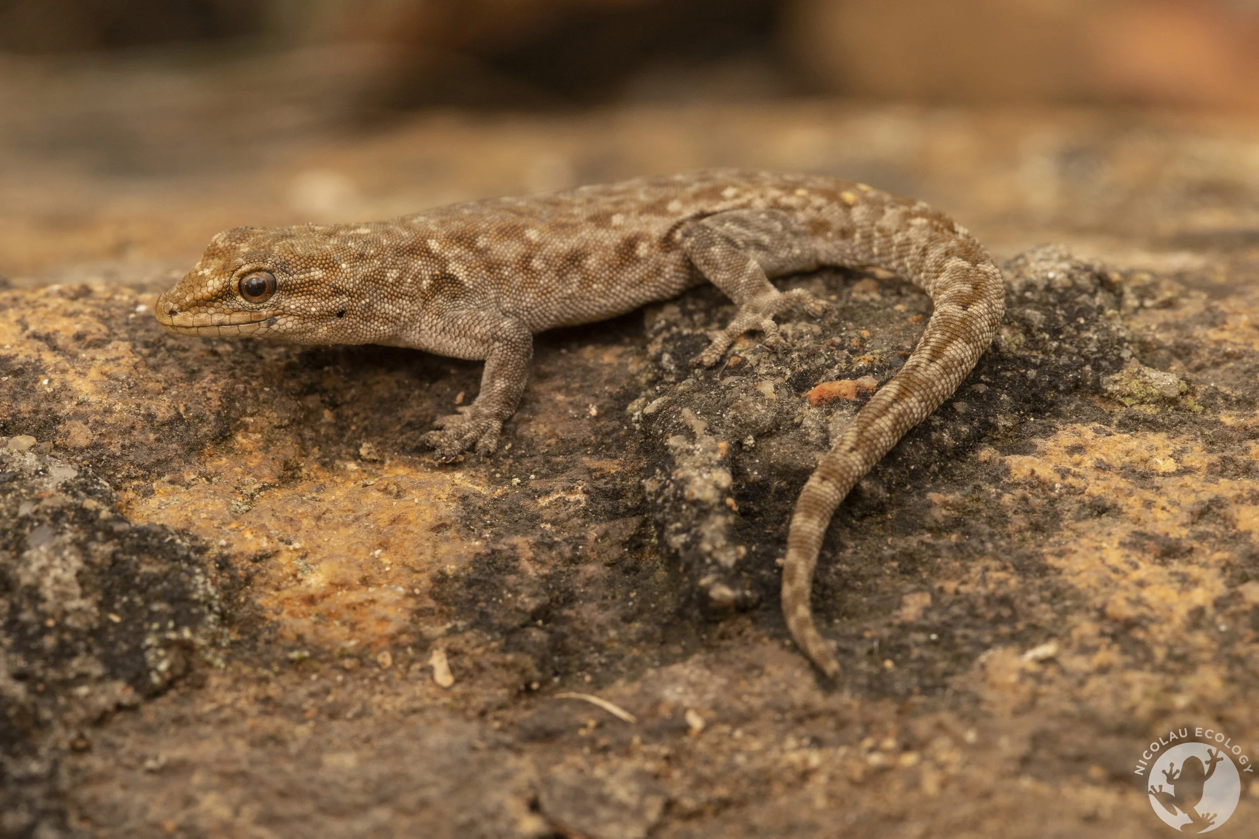 Pachydactylus geitje - Ocellated gecko — NICOLAU ECOLOGY