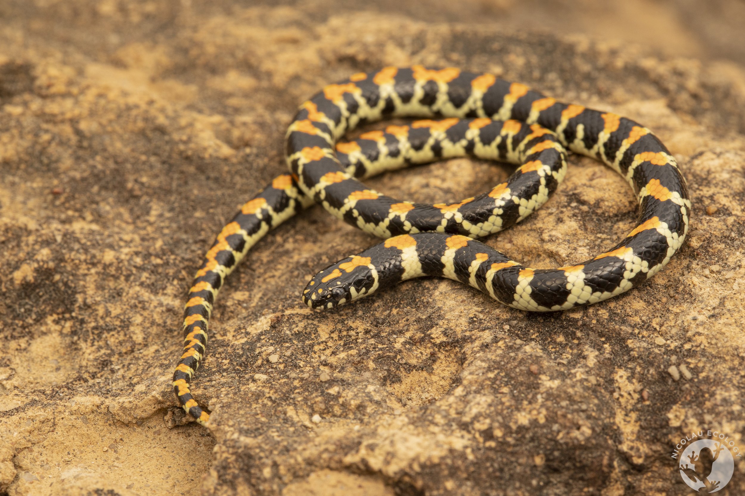 Homoroselaps lacteus — NICOLAU ECOLOGY