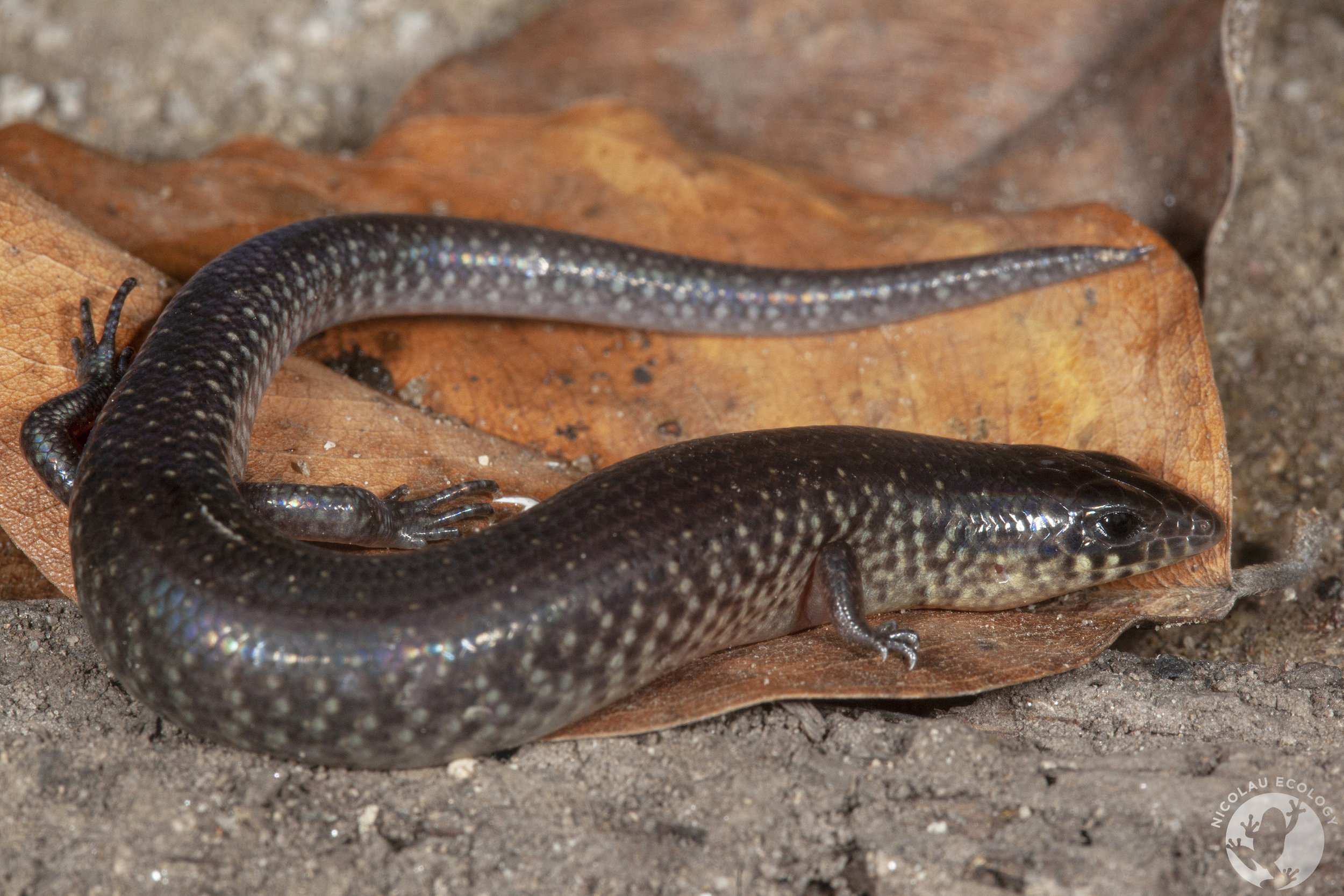 Mochlus sundevallii - Sundevall's Writhing Skink — NICOLAU ECOLOGY