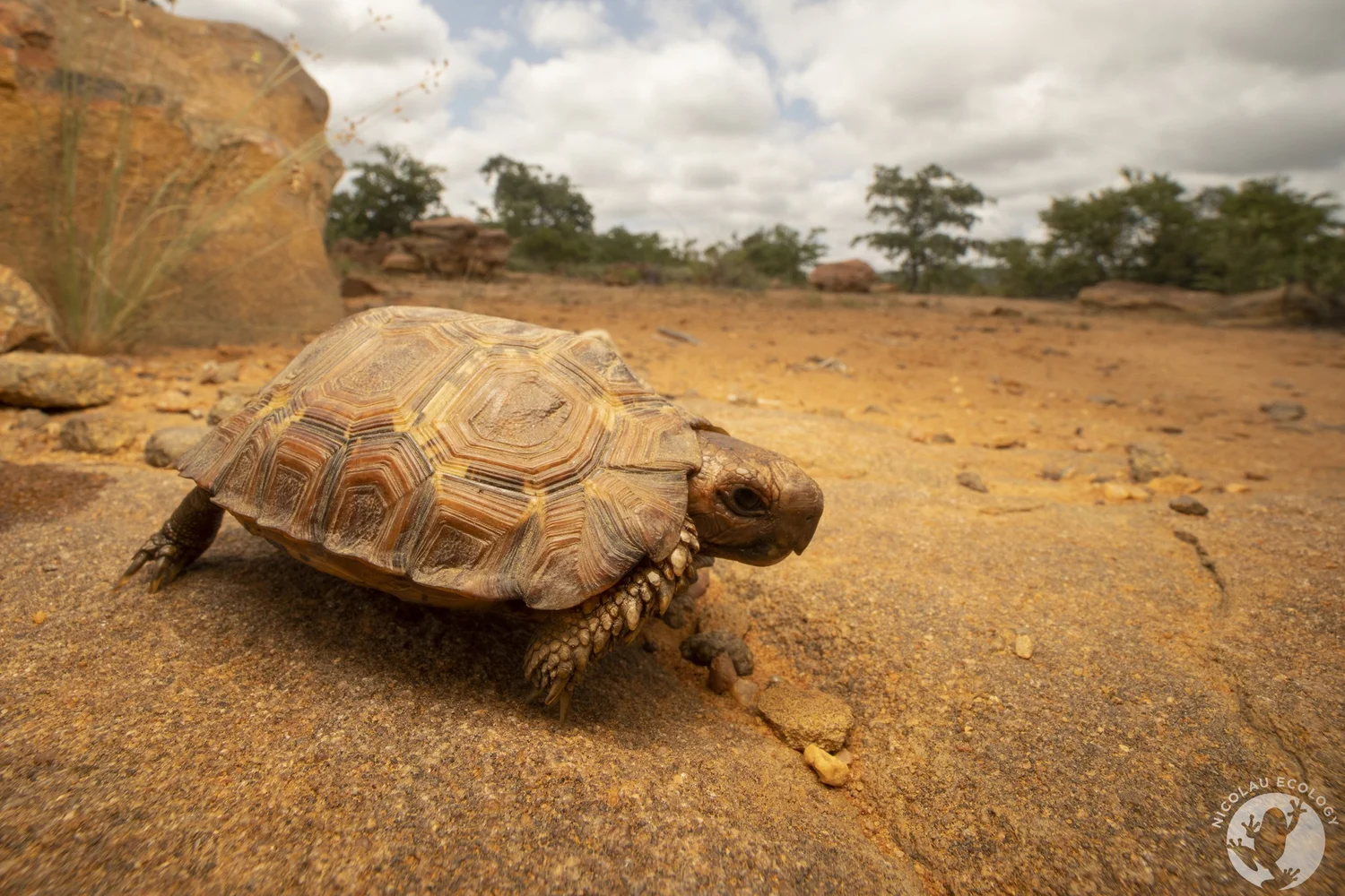 Kinixys spekii - Speke's Hinged-Back Tortoise — NICOLAU ECOLOGY