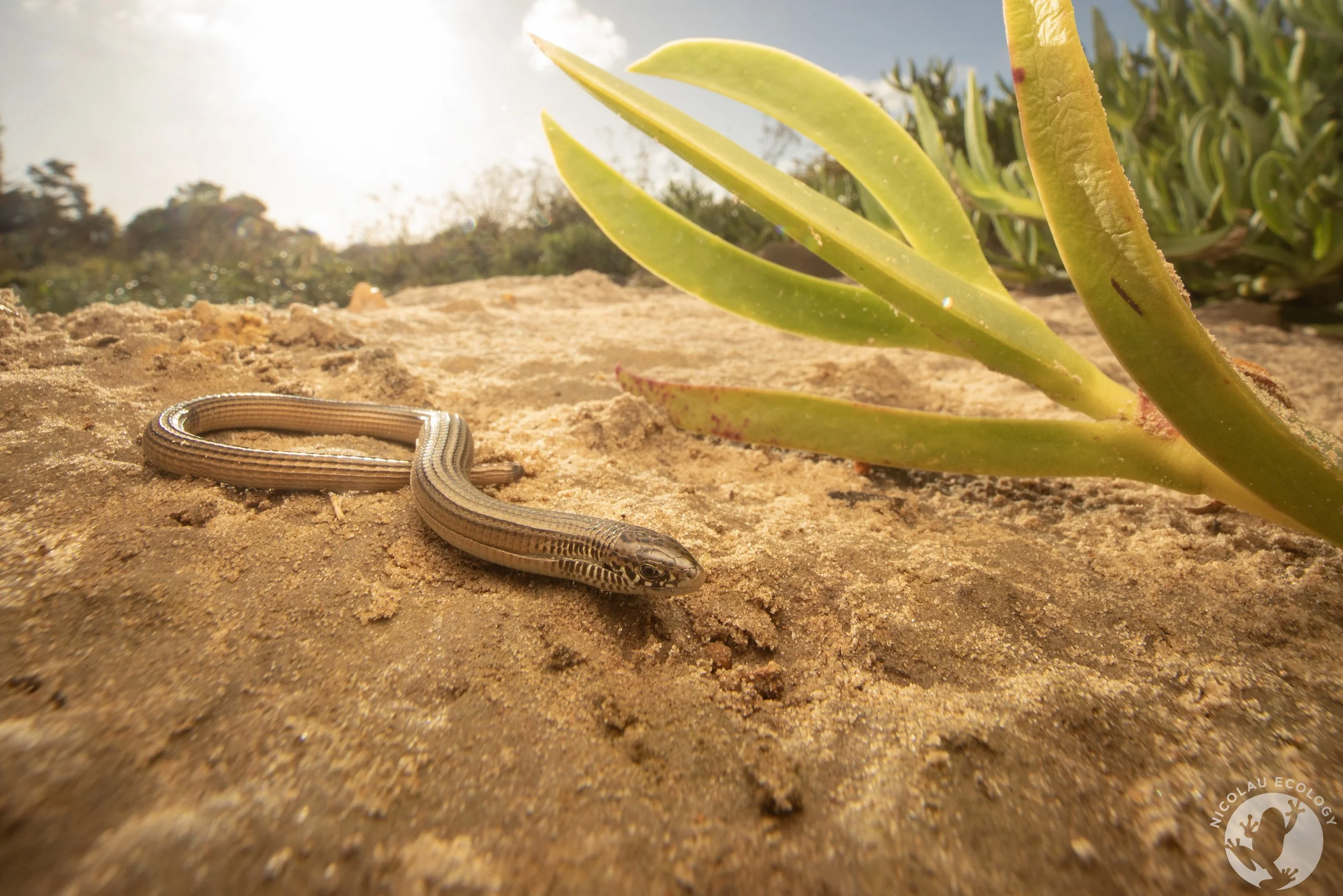 Tetradactylus fitzsimonsi - Fitzsimons's Long-tailed Seps — NICOLAU ECOLOGY
