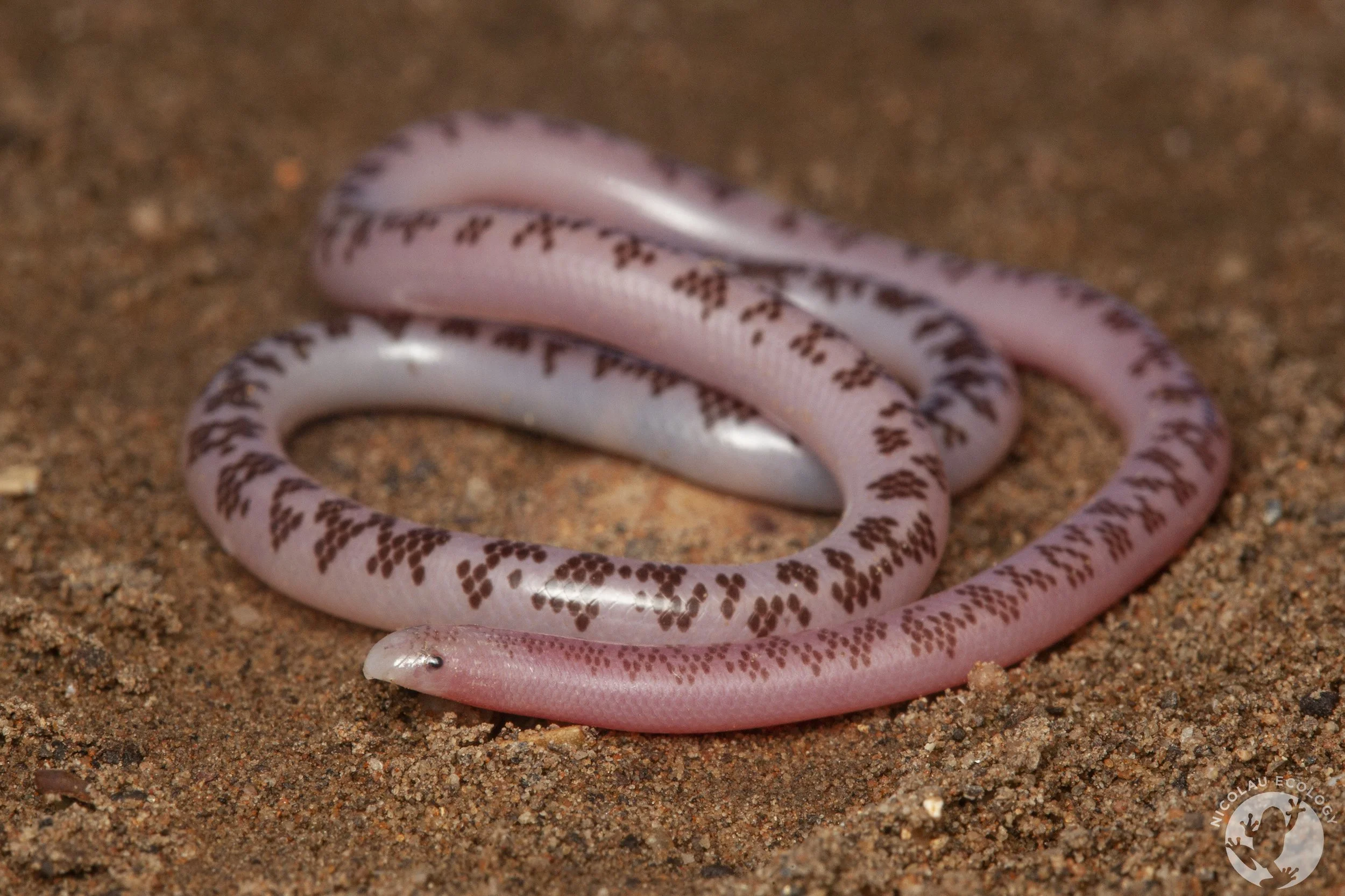 Bitis xeropaga — NICOLAU ECOLOGY