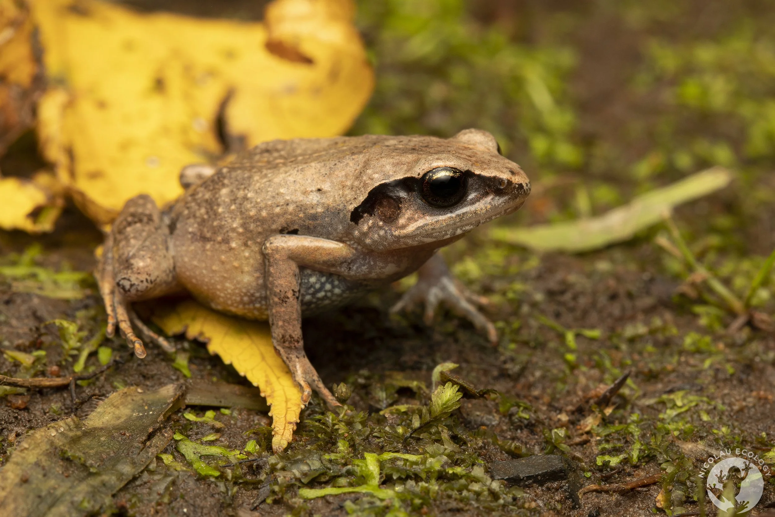 Arthroleptis wahlbergii - Bush Squeaker — NICOLAU ECOLOGY
