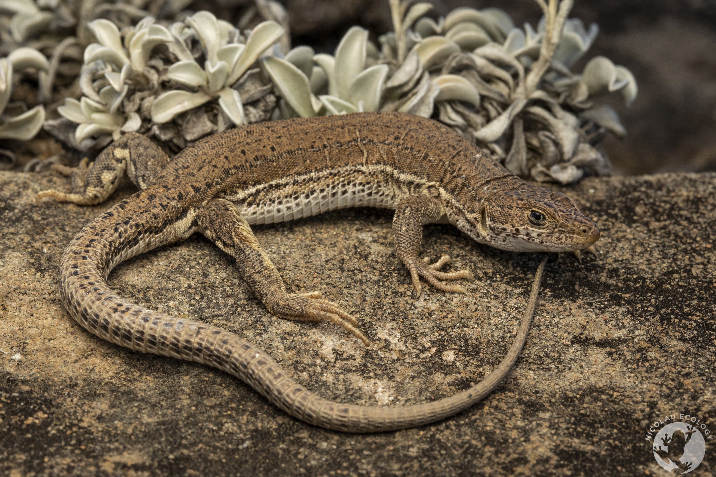 Pedioplanis burchelli - Burchell's Sand Lizard — NICOLAU ECOLOGY