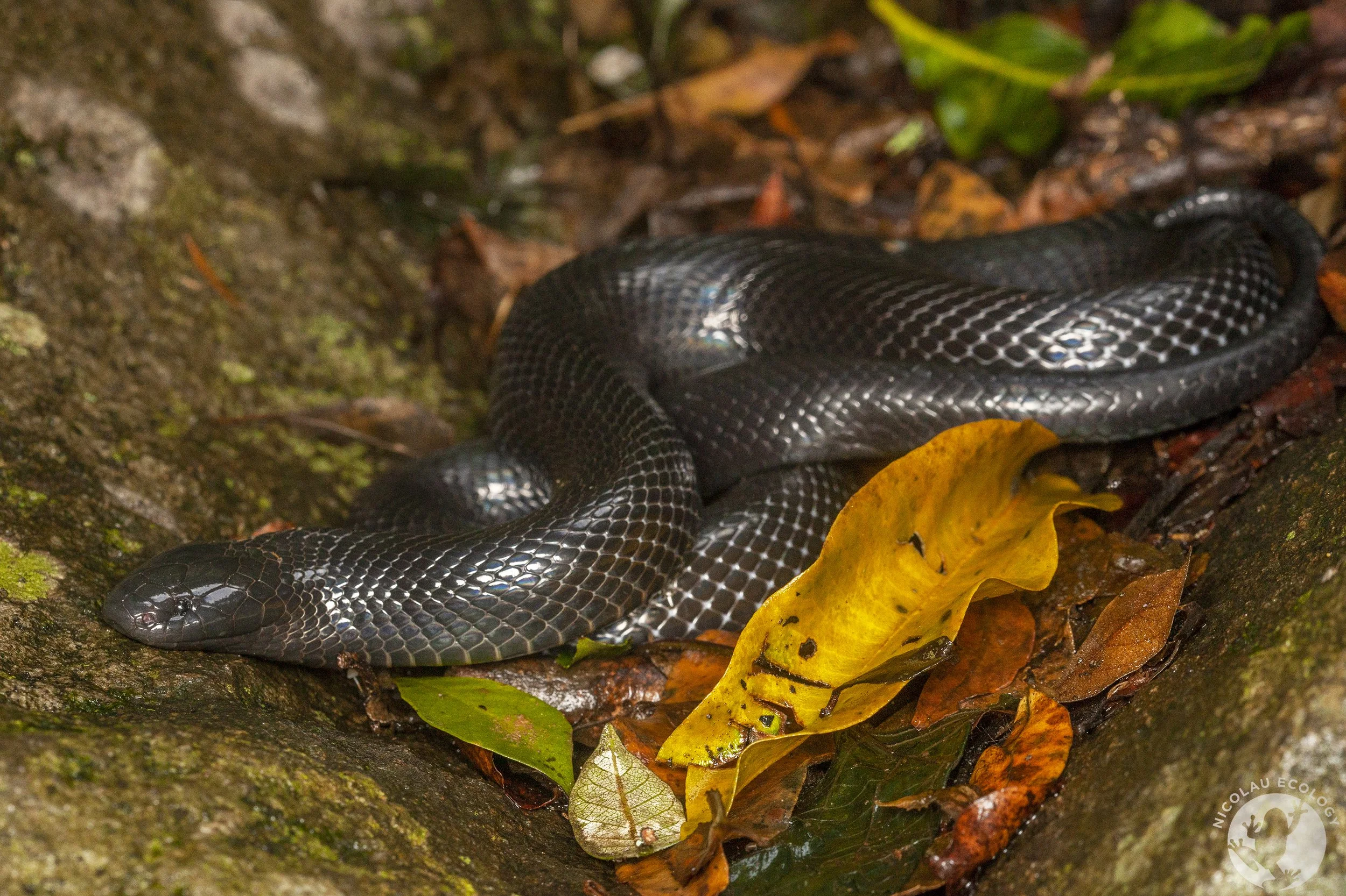 Macrelaps microlepidota — NICOLAU ECOLOGY