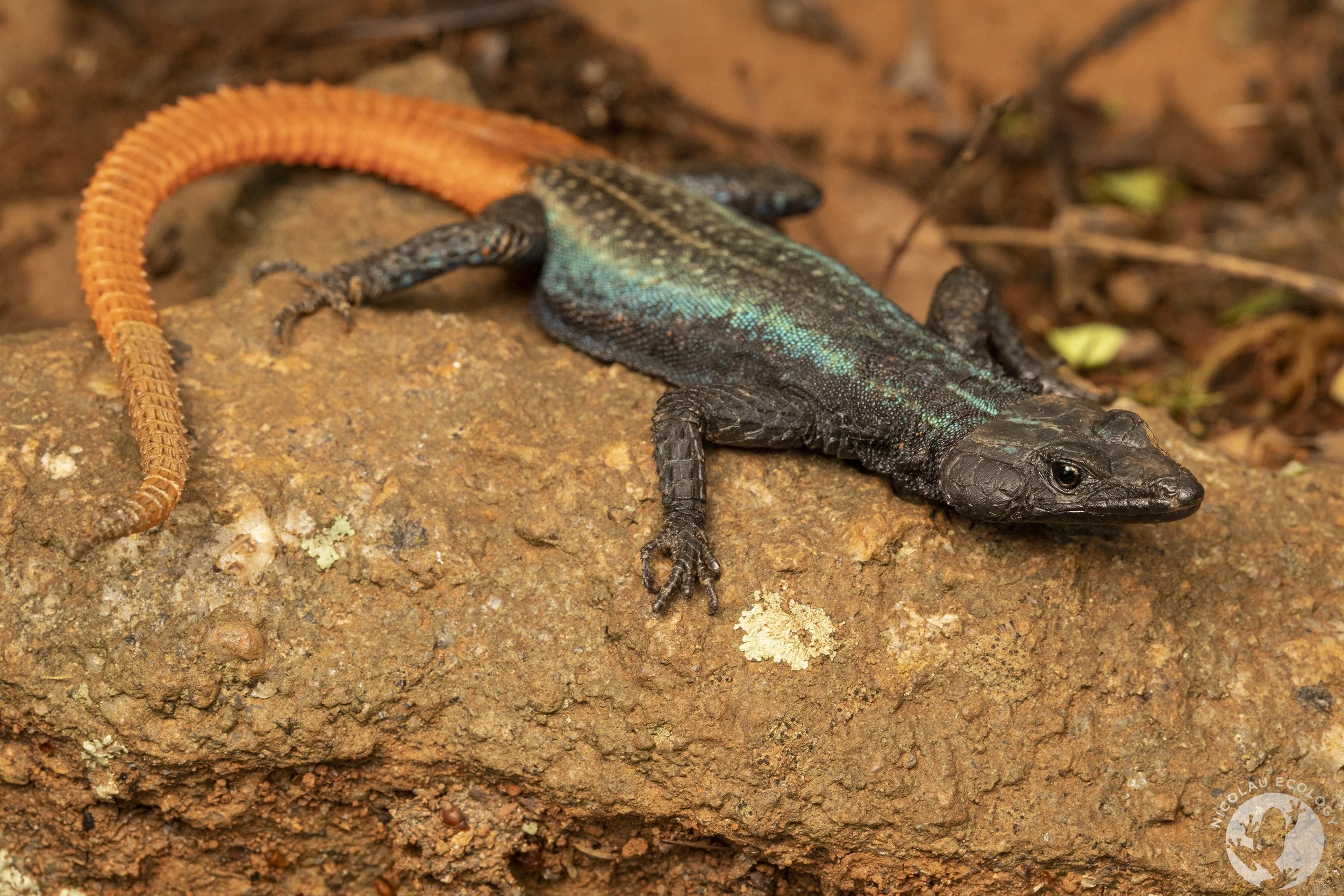 Platysaurus intermedius wilhelmi - Wilhelm’s Flat Lizard — NICOLAU ECOLOGY