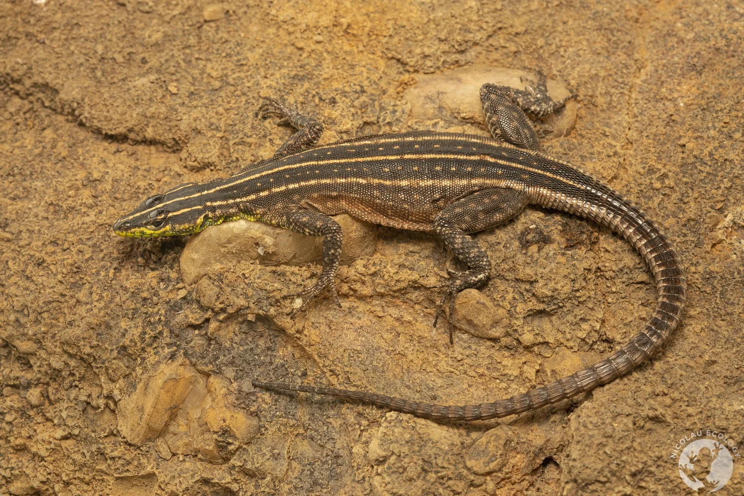 Platysaurus minor - Waterberg Flat Lizard — NICOLAU ECOLOGY