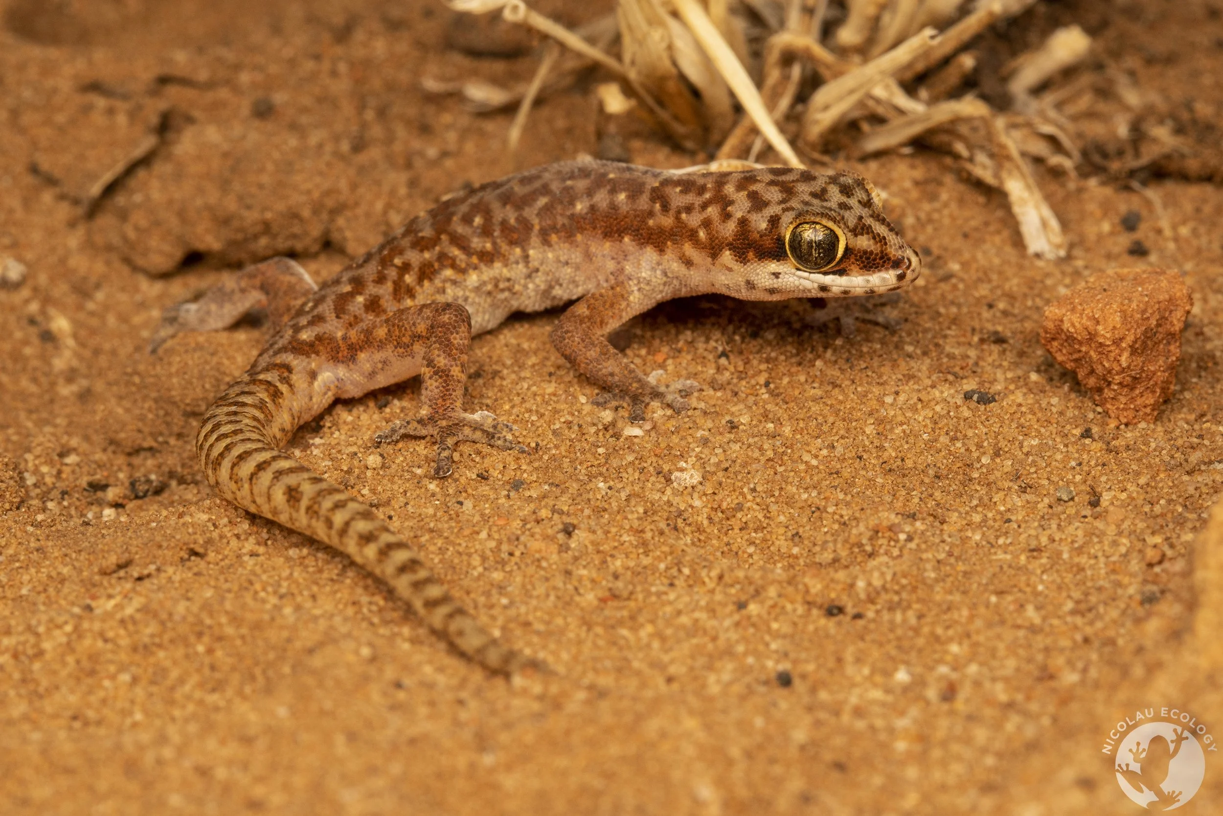 Pachydactylus punctatus - Speckled Gecko — NICOLAU ECOLOGY