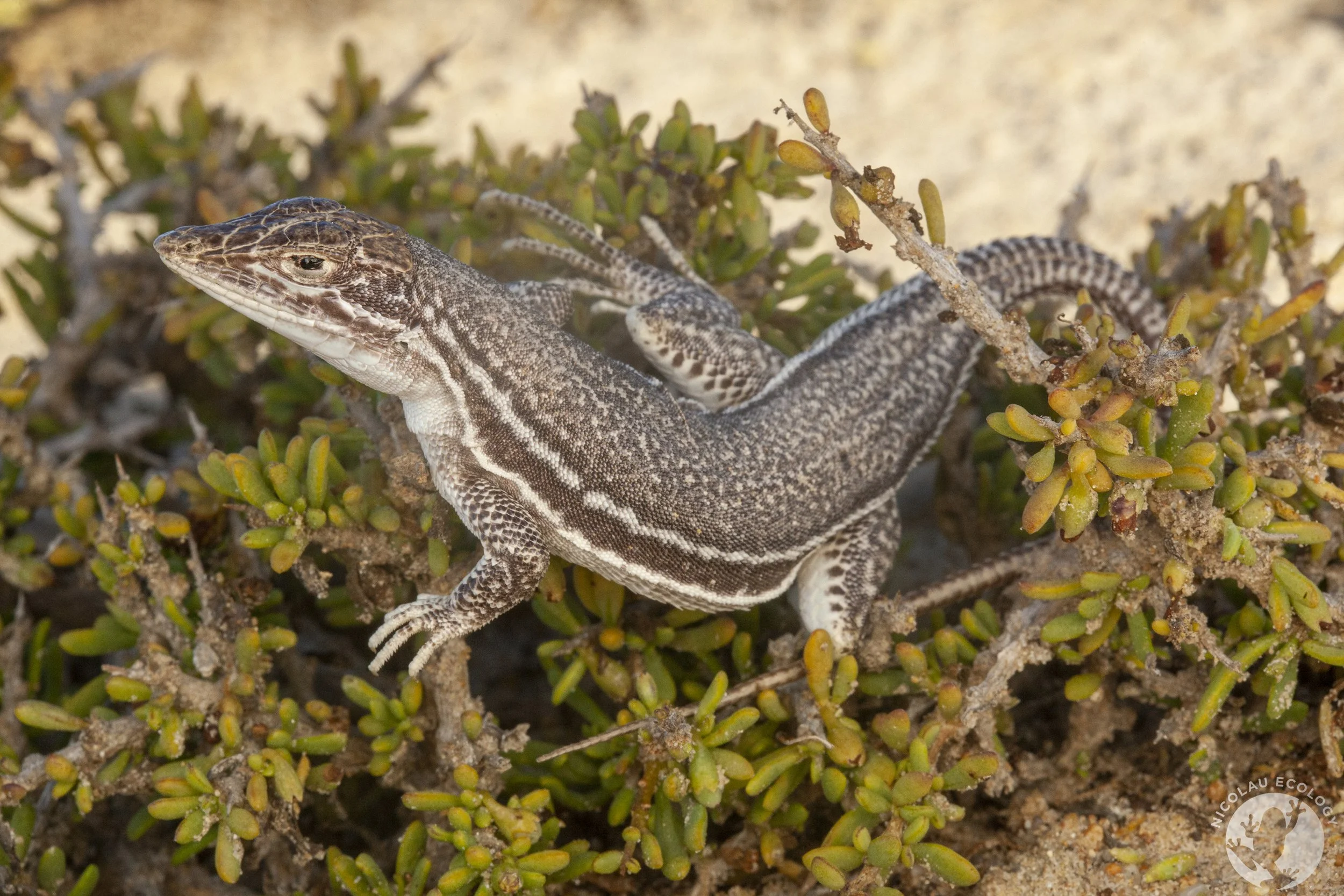 Meroles ctenodactylus - Giant Desert Lizard — NICOLAU ECOLOGY