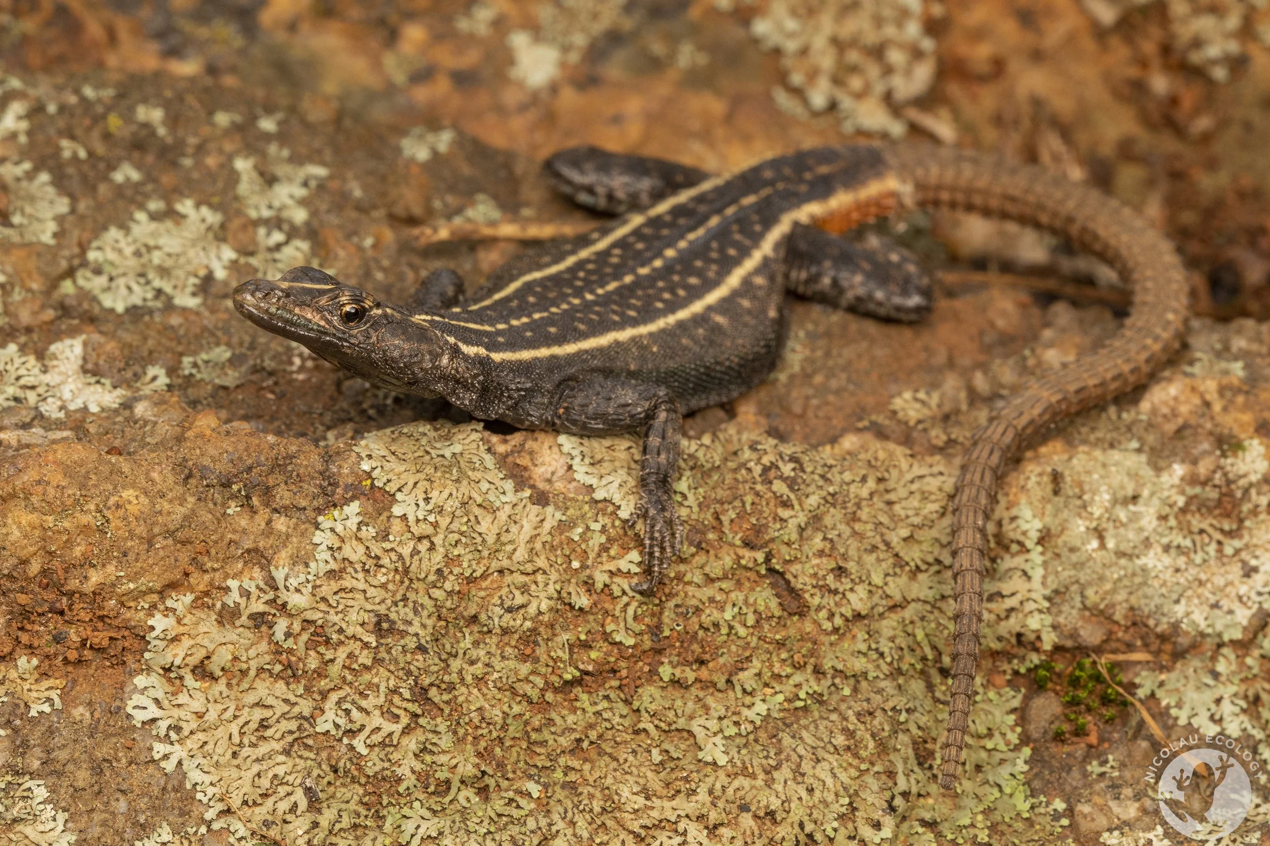 Platysaurus intermedius wilhelmi - Wilhelm’s Flat Lizard — NICOLAU ECOLOGY