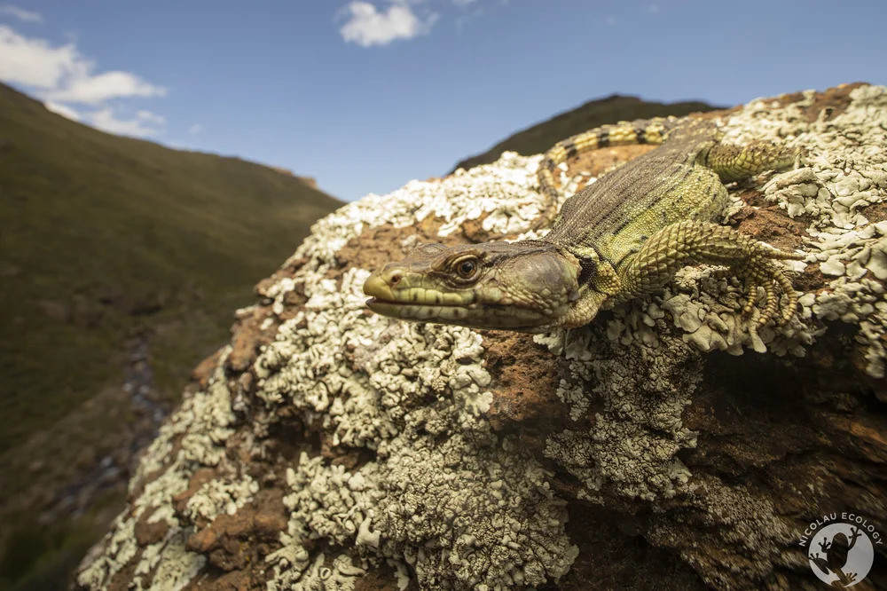 Pseudocordylus melanotus subviridis - Drakensberg Crag Lizard — NICOLAU ...