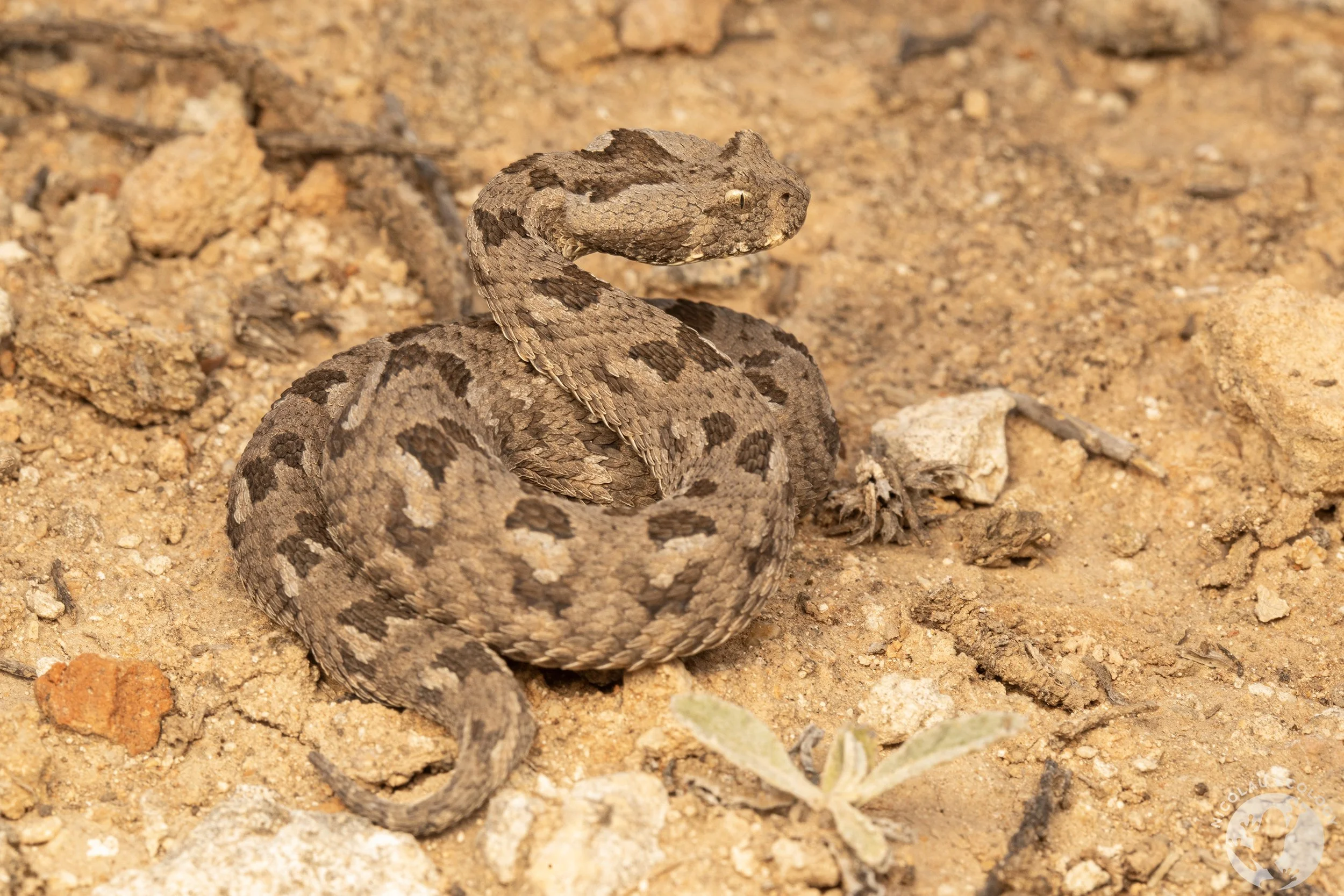 Bitis albanica — NICOLAU ECOLOGY