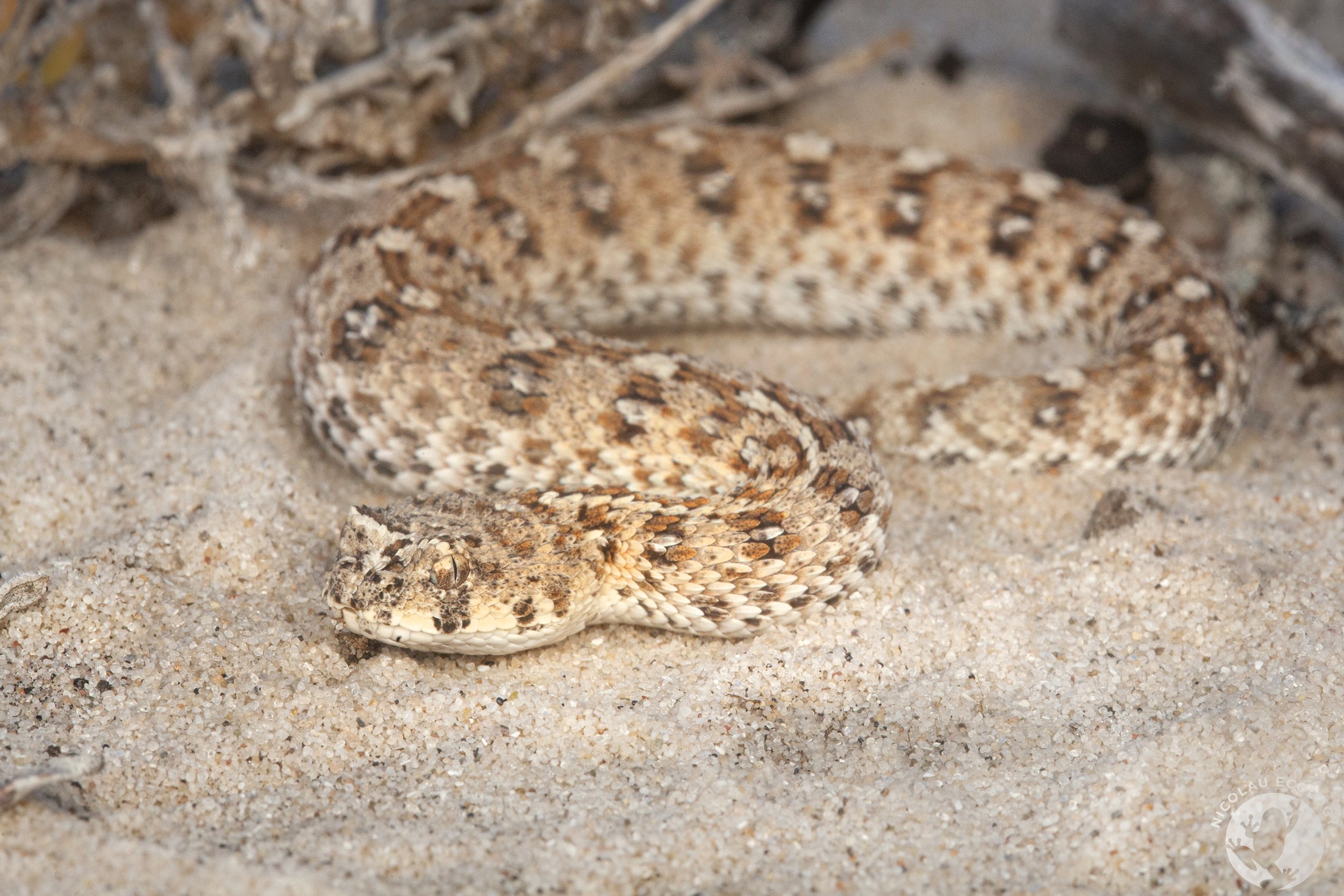 Bitis schneideri — NICOLAU ECOLOGY