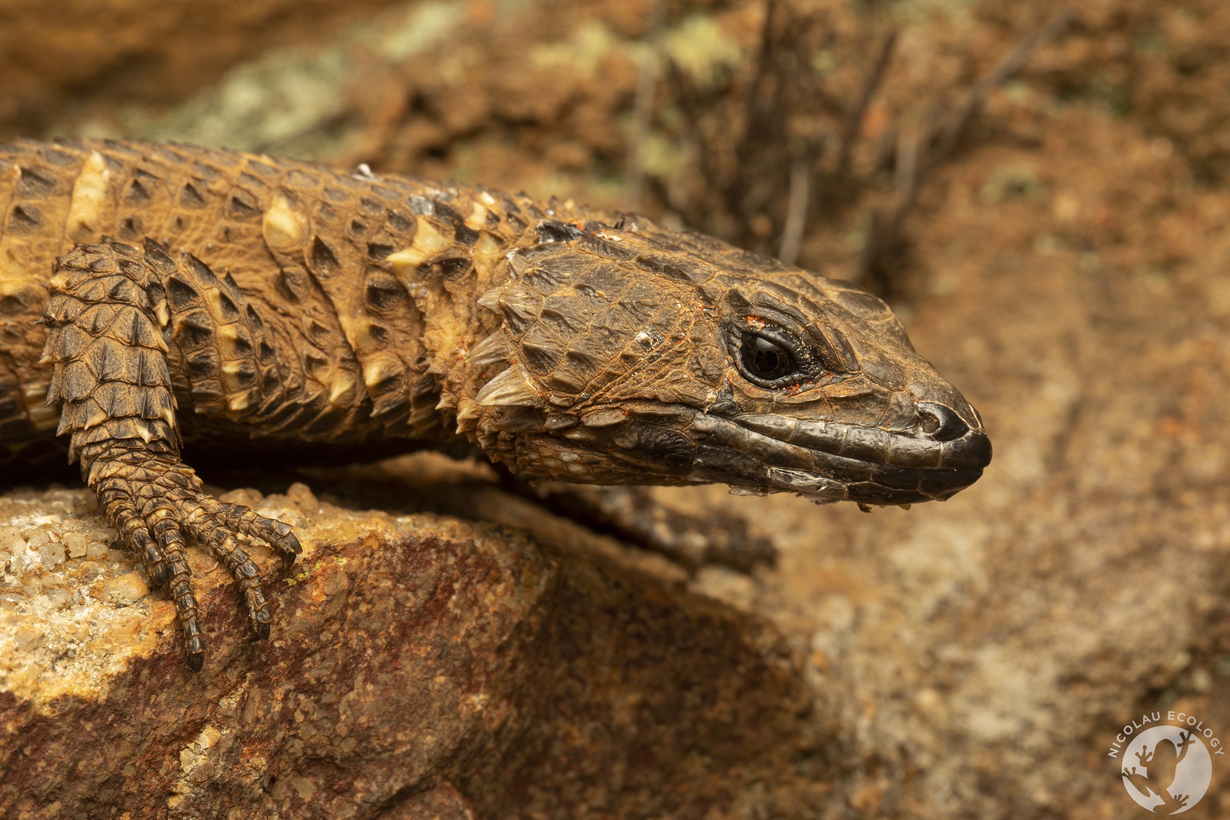Smaug vandami - Van Dam's Dragon Lizard — NICOLAU ECOLOGY