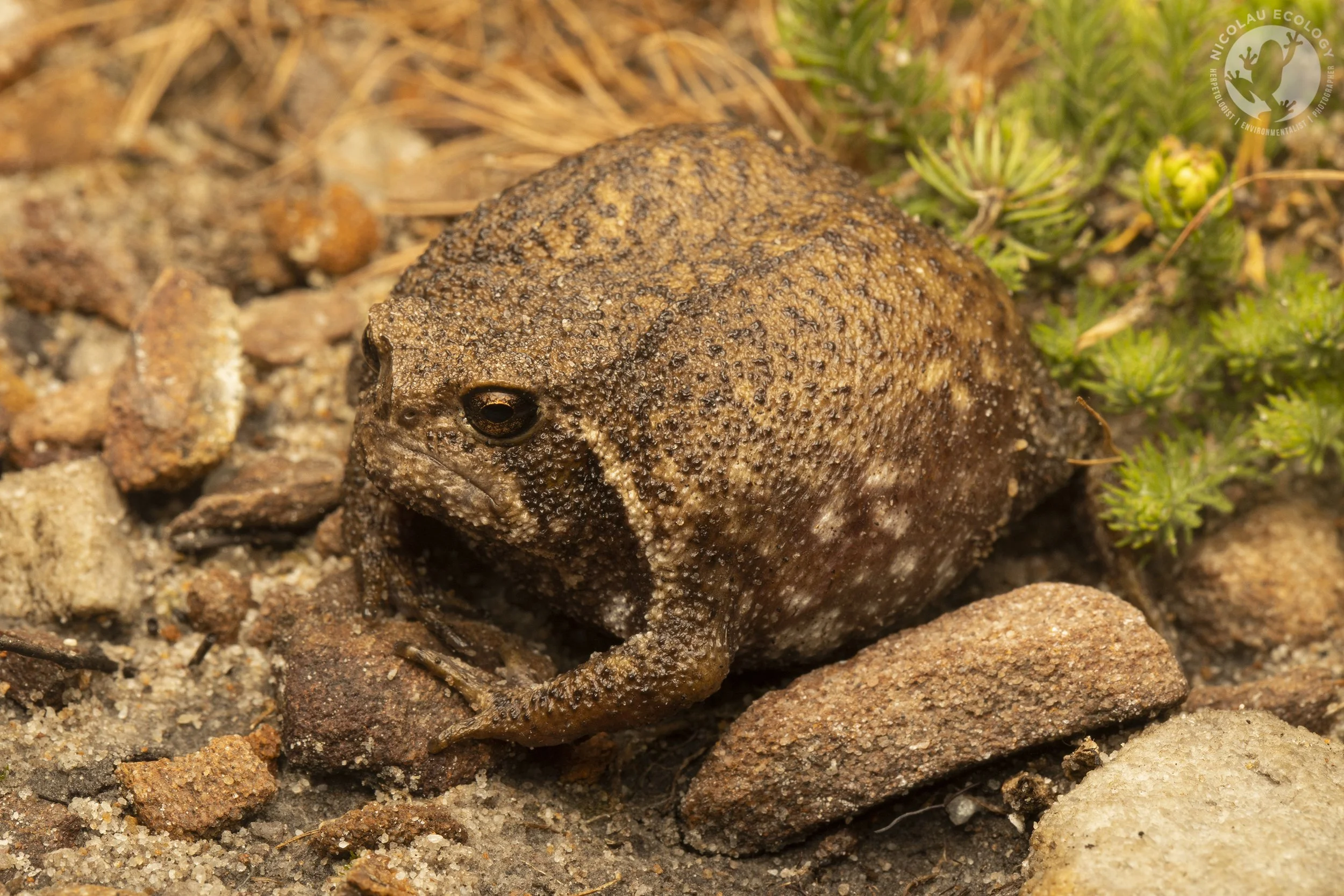 Breviceps sylvestris - Forest Rain Frog — NICOLAU ECOLOGY