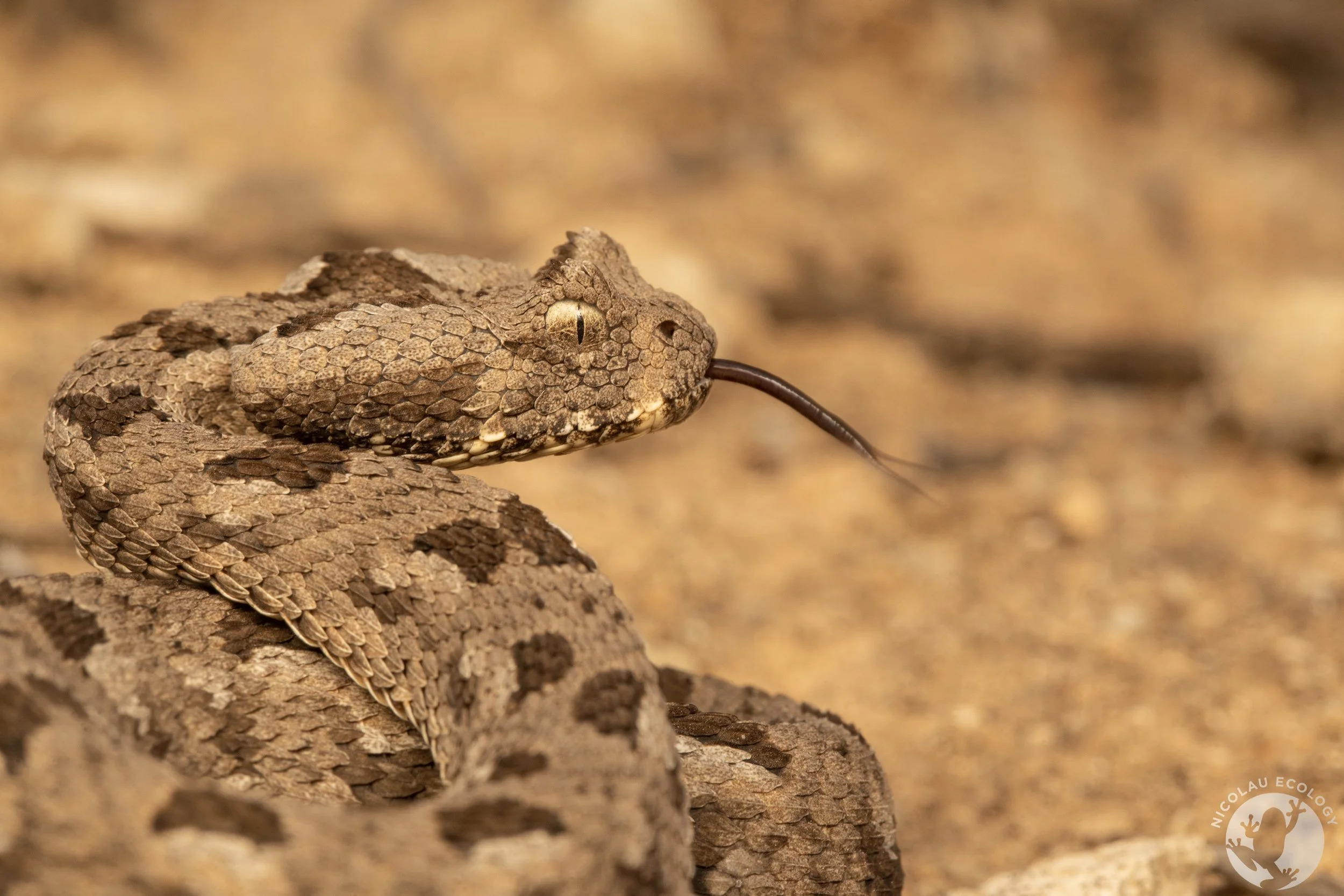Bitis albanica — NICOLAU ECOLOGY