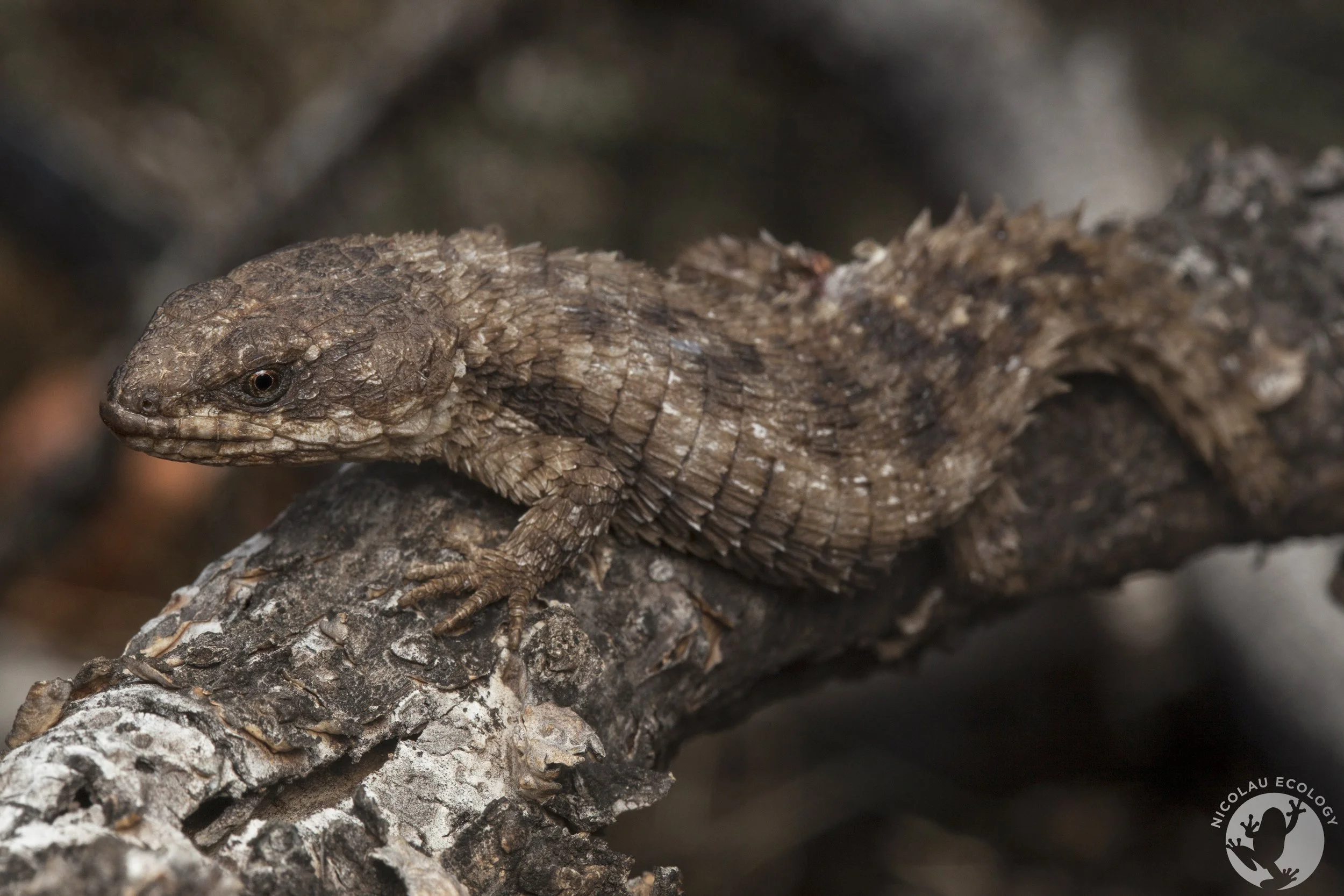 Cordylus jonesii - Limpopo Girdled Lizard — NICOLAU ECOLOGY