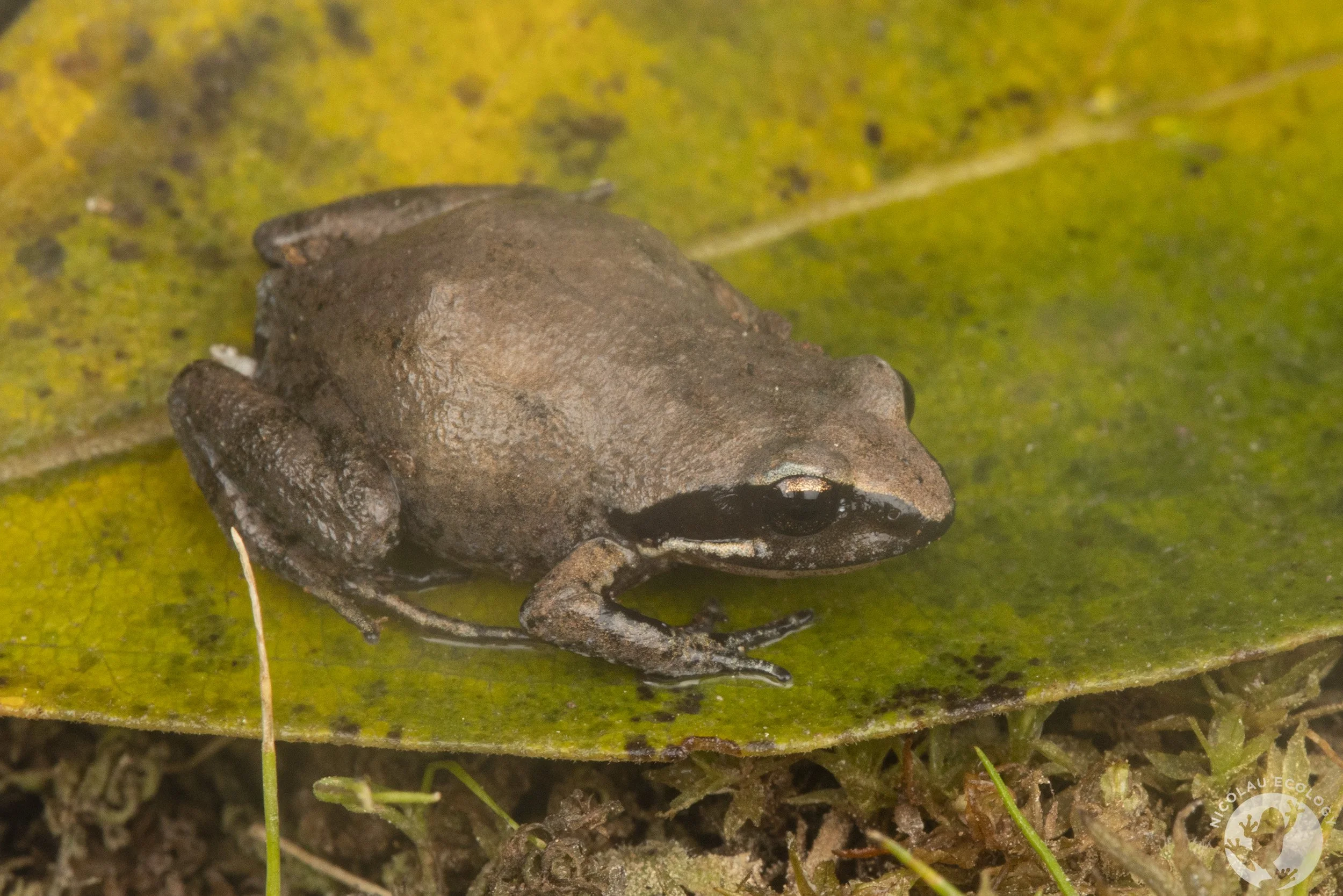 Anhydrophryne rattrayi - Hogsback Chirping Frog — NICOLAU ECOLOGY